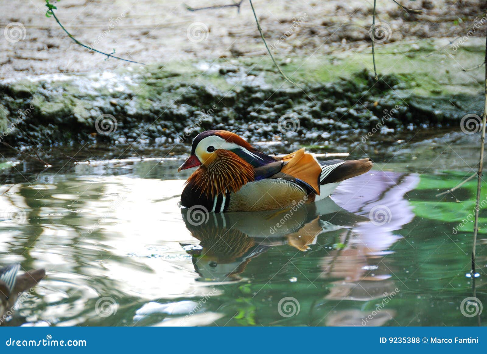 Anatra di mandarino fotografia stock. Immagine di piuma - 9235388