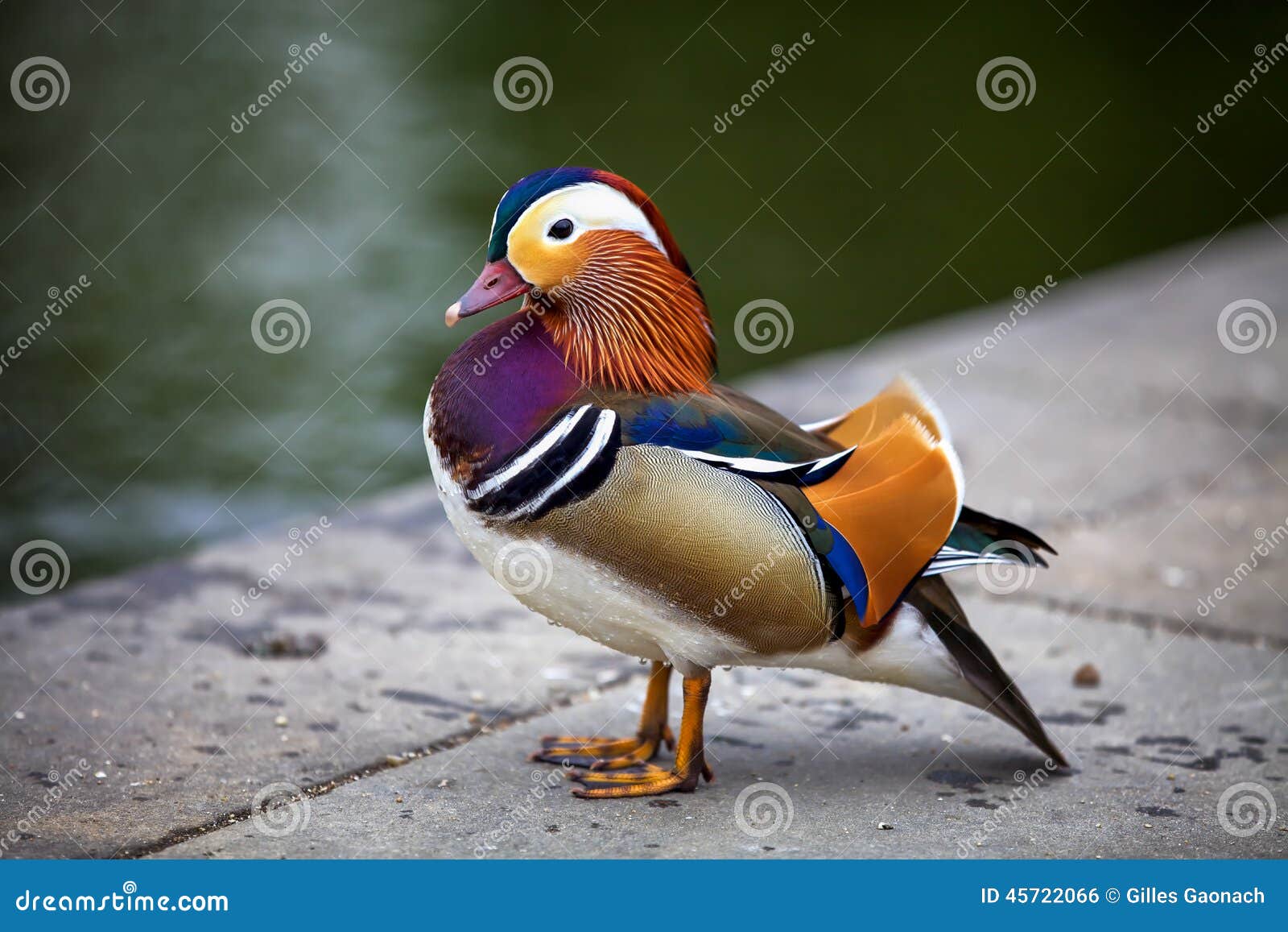 Anatra Di Mandarino Elegante Fotografia Stock - Immagine di particolari ...