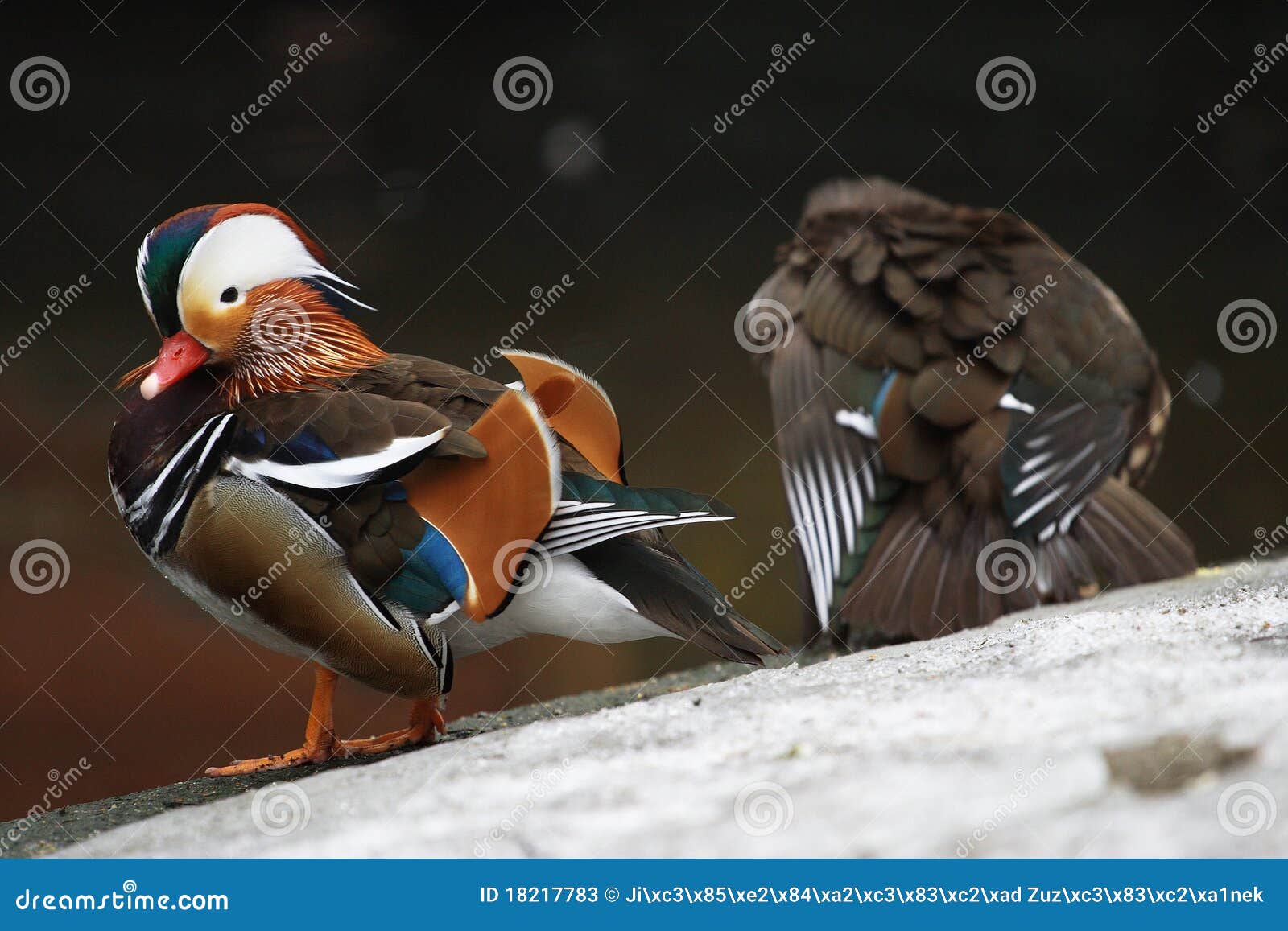 Anatra Di Mandarino (galericulata Del Aix) Immagine Stock - Immagine di ...