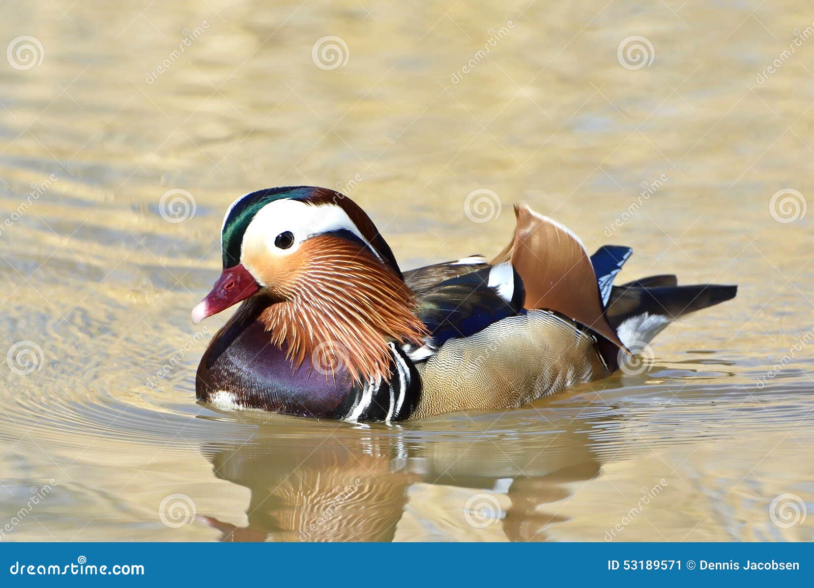 Anatra Di Mandarino (galericulata Del Aix) Immagine Stock - Immagine di ...