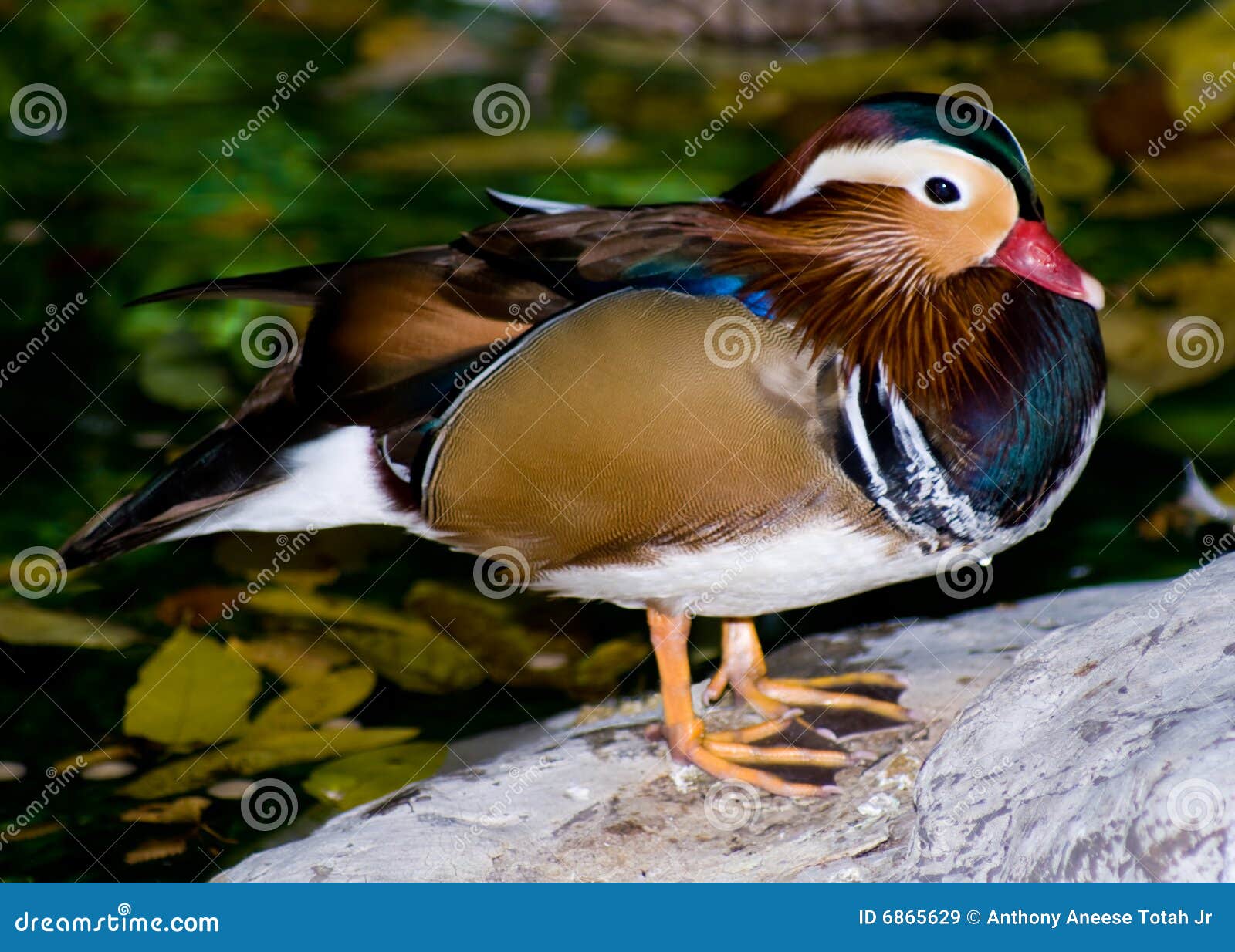 Anatra Di Mandarino (galericulata Del Aix) Immagine Stock - Immagine di ...