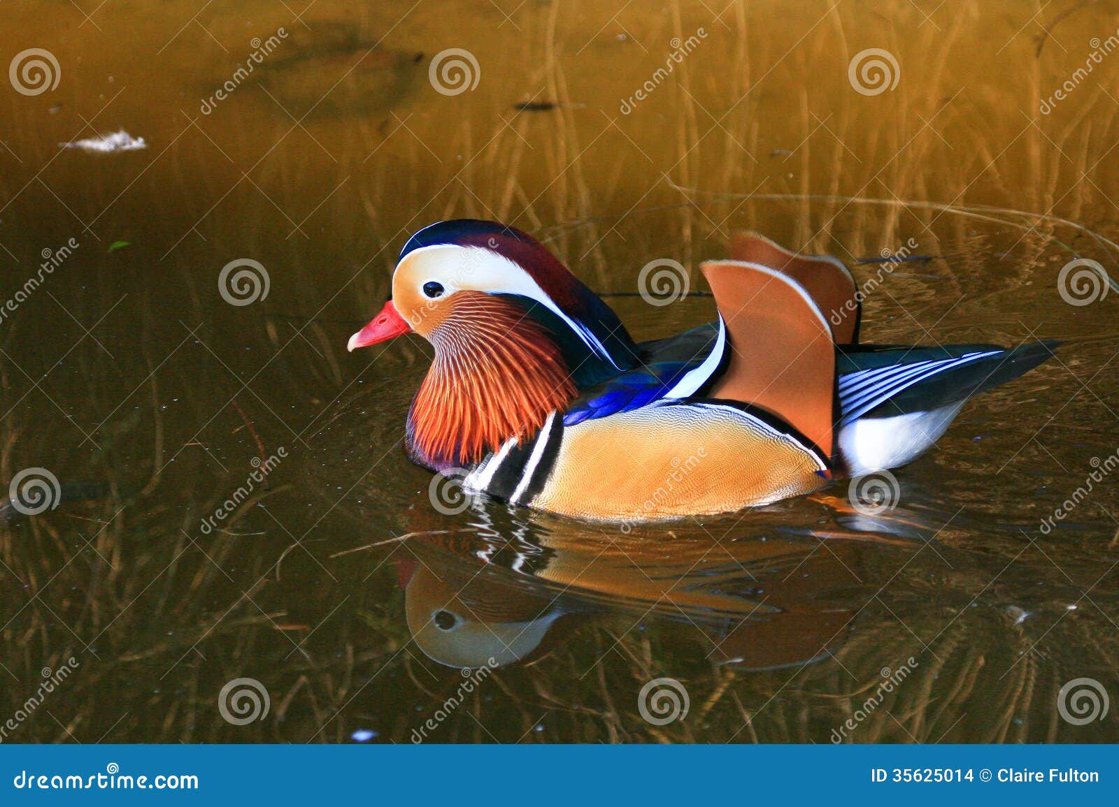 Anatra Di Mandarino Variopinta Fotografia Stock - Immagine di waterfowl ...