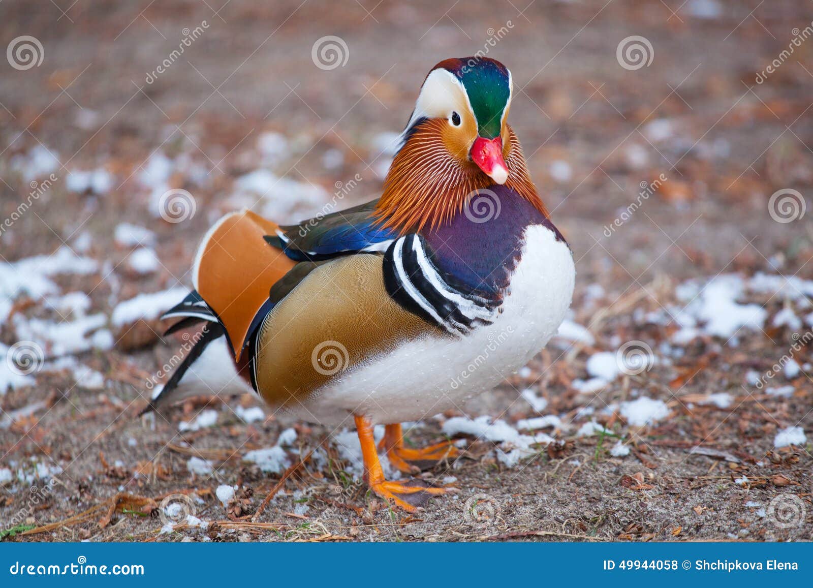 Anatra Di Mandarino Variopinta Fotografia Stock - Immagine di neve ...