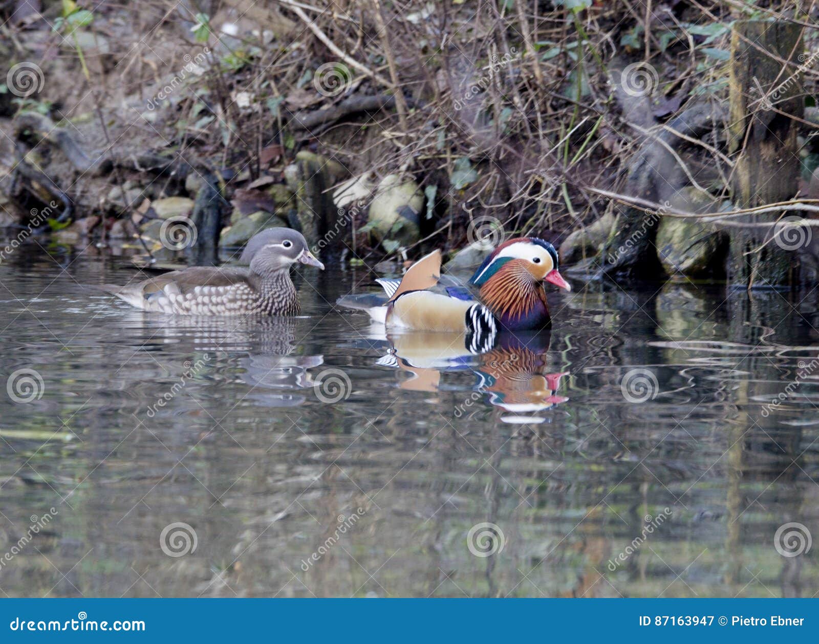 Anatra Di Mandarino Variopinta Immagine Stock - Immagine di nantes ...
