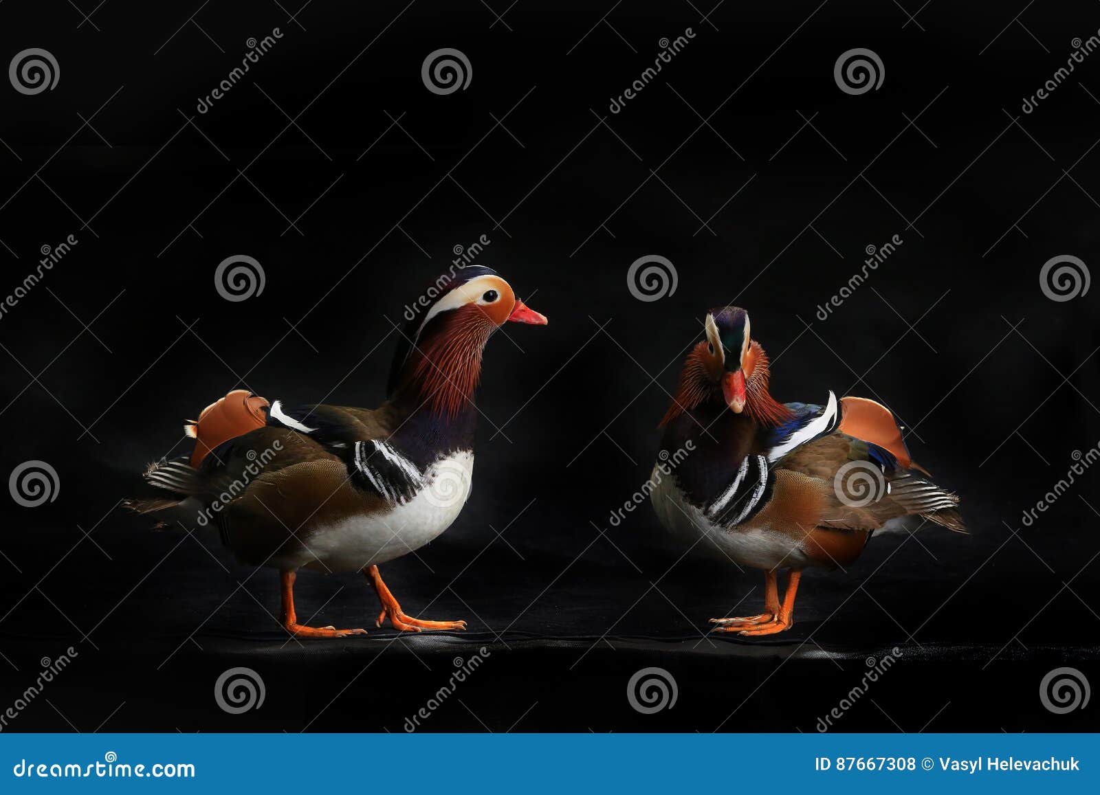 Anatra Di Mandarino Variopinta Fotografia Stock - Immagine di sfondo ...