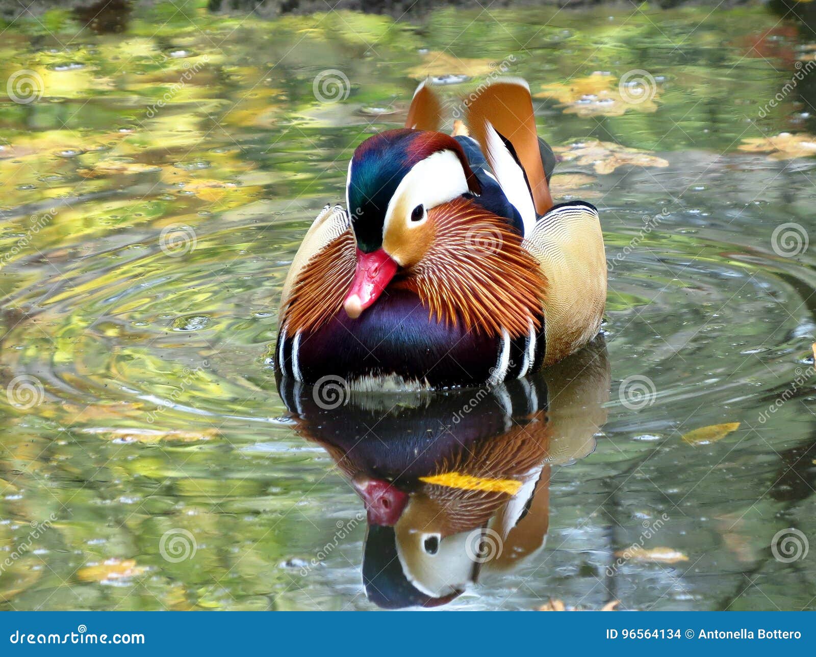 Anatra Di Mandarino Variopinta Fotografia Stock - Immagine di mandarino ...