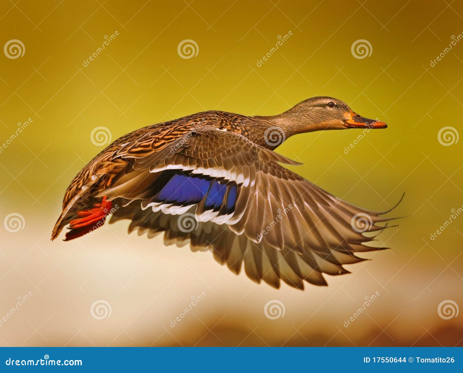 Anatra di volo fotografia stock. Immagine di volo, piume - 17550644