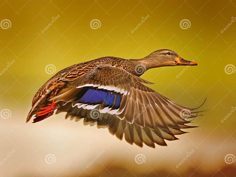 Anatra di volo fotografia stock. Immagine di volo, piume - 17550644