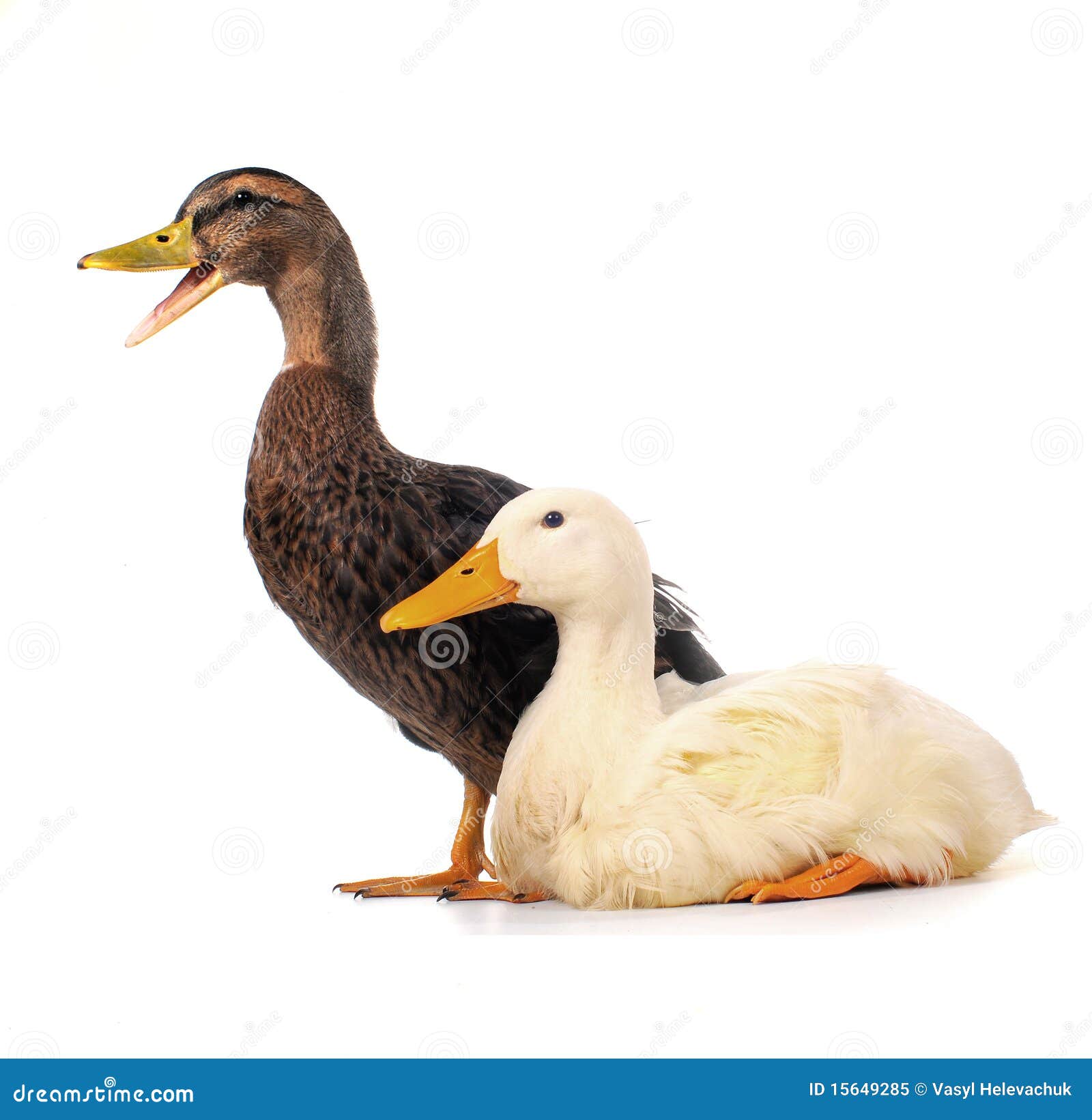 Anatra due immagine stock. Immagine di sfondo, grande - 15649285