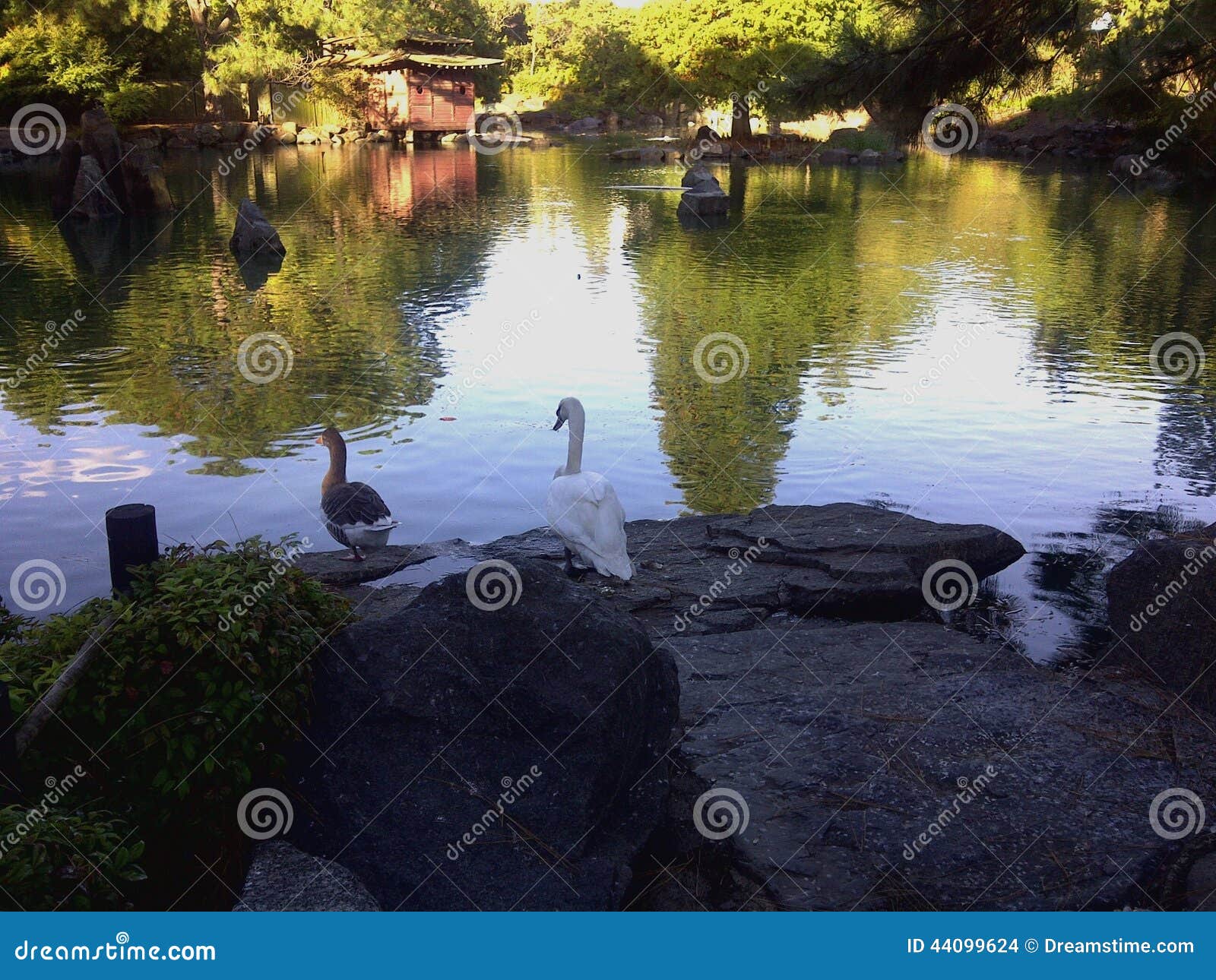 Anatra E Cigno Vicino Al Lago Tranquillo Fotografia Stock - Immagine di ...