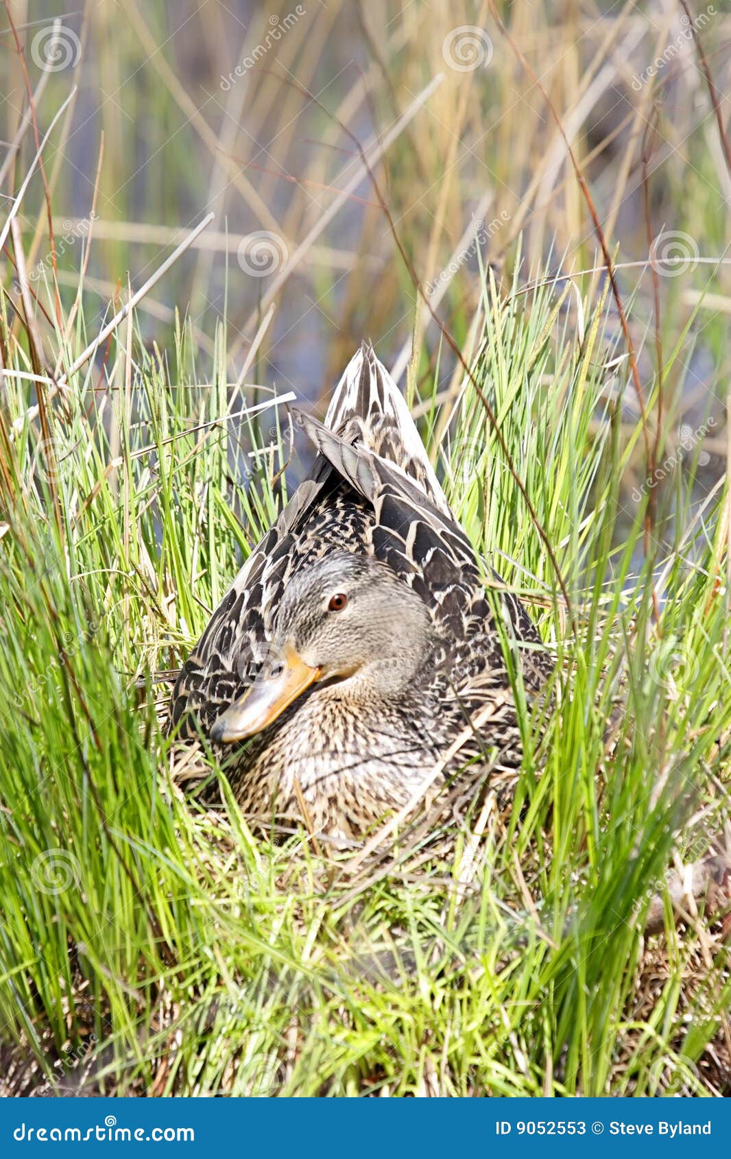 Anatra (germano Reale) Su Un Nido Immagine Stock - Immagine di madre ...