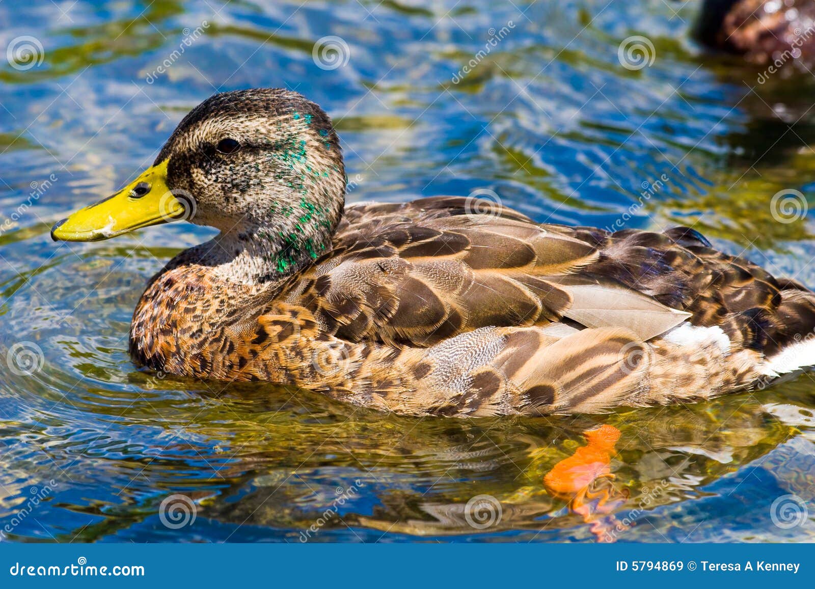 Anatra Giovanile Maschio Del Germano Reale Immagine Stock - Immagine di ...