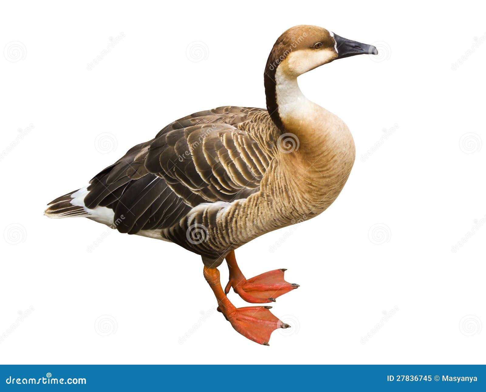 Anatra isolata su bianco immagine stock. Immagine di uccelli - 27836745