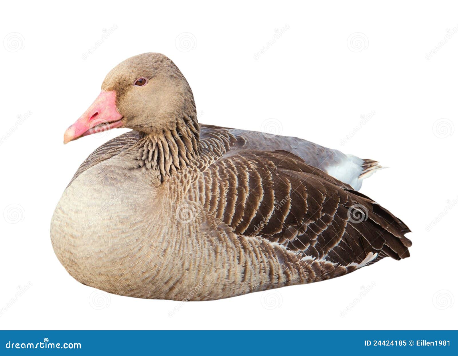 Anatra Isolata Su Un Bianco Immagine Stock - Immagine di orizzontale ...