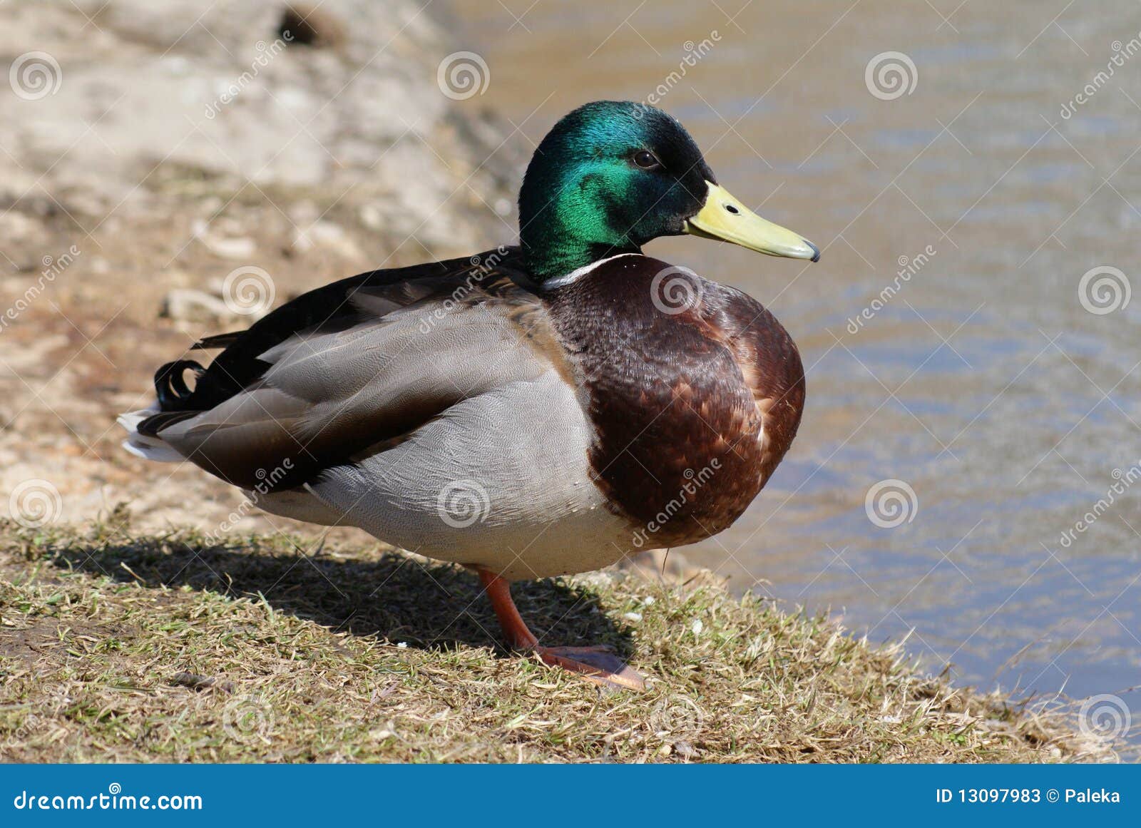 Anatra maschio immagine stock. Immagine di fauna, nave - 13097983