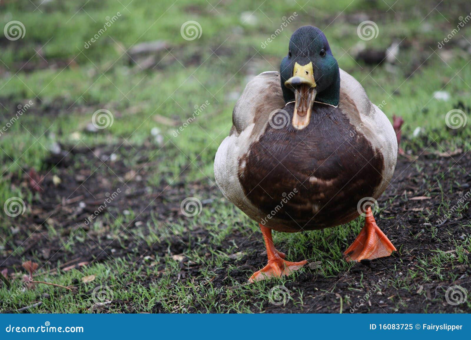 Anatra Maschio Del Germano Reale Immagine Stock - Immagine di selvaggio ...