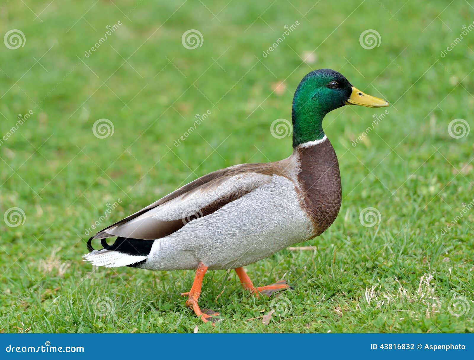 Anatra maschio di Mallard fotografia stock. Immagine di fattura - 43816832