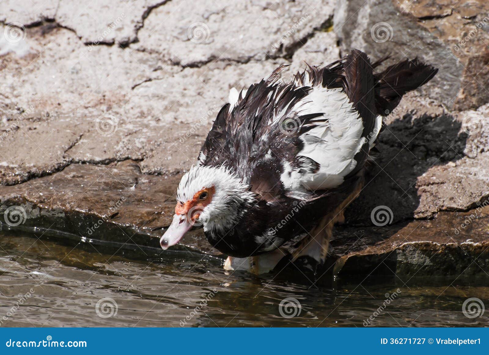 Anatra Muta (moschata Del Carina) Immagine Stock - Immagine di carena ...