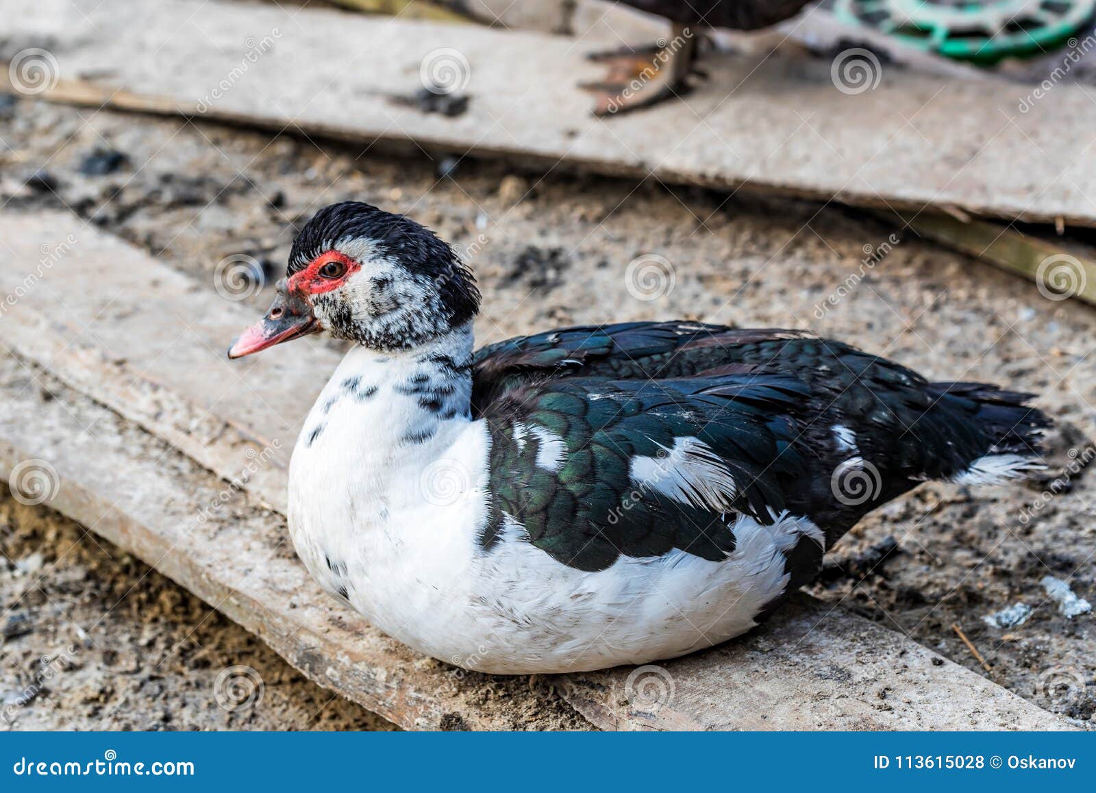 Anatra Muta O Cairina Moschata Al Cortile Fotografia Stock - Immagine ...