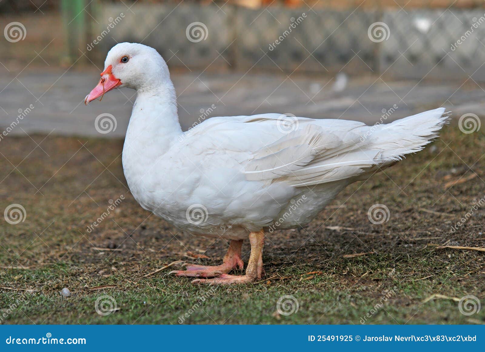 Anatra nazionale immagine stock. Immagine di giardino - 25491925