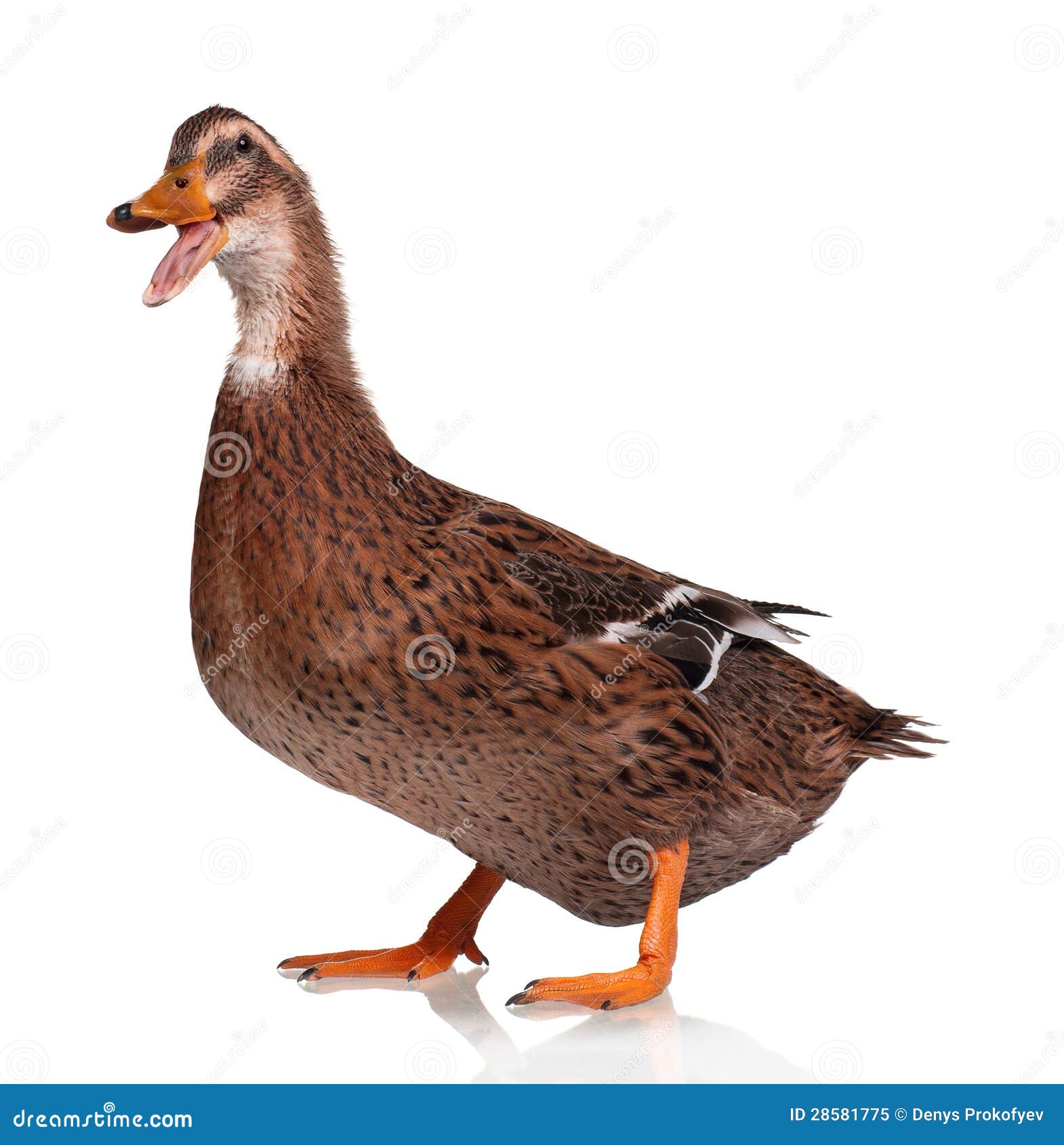 Anatra nazionale immagine stock. Immagine di podere, nave - 28581775