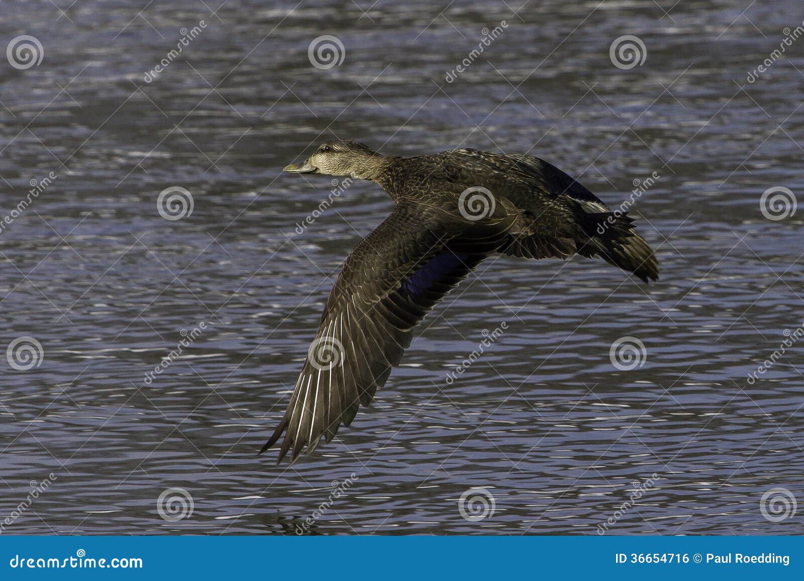 Anatra nera americana fotografia stock. Immagine di anatra - 36654716