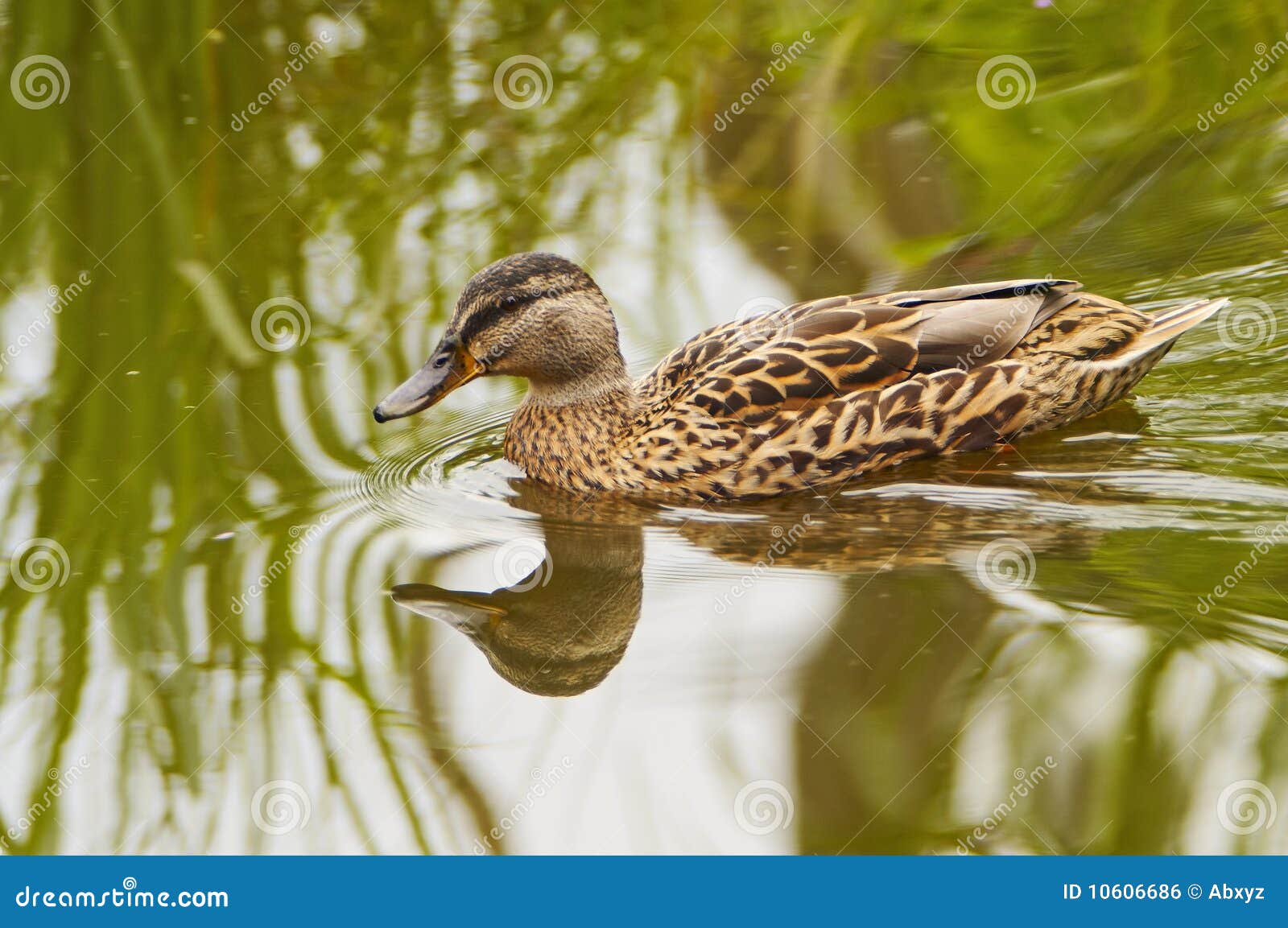 Anatra selvatica fotografia stock. Immagine di waterbird - 10606686