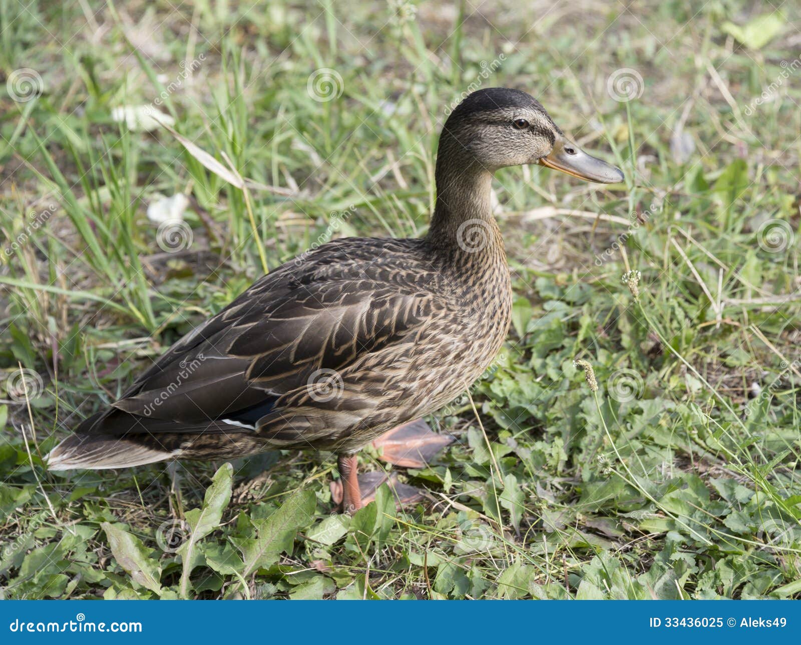 Anatra selvatica immagine stock. Immagine di caccia, verde - 33436025