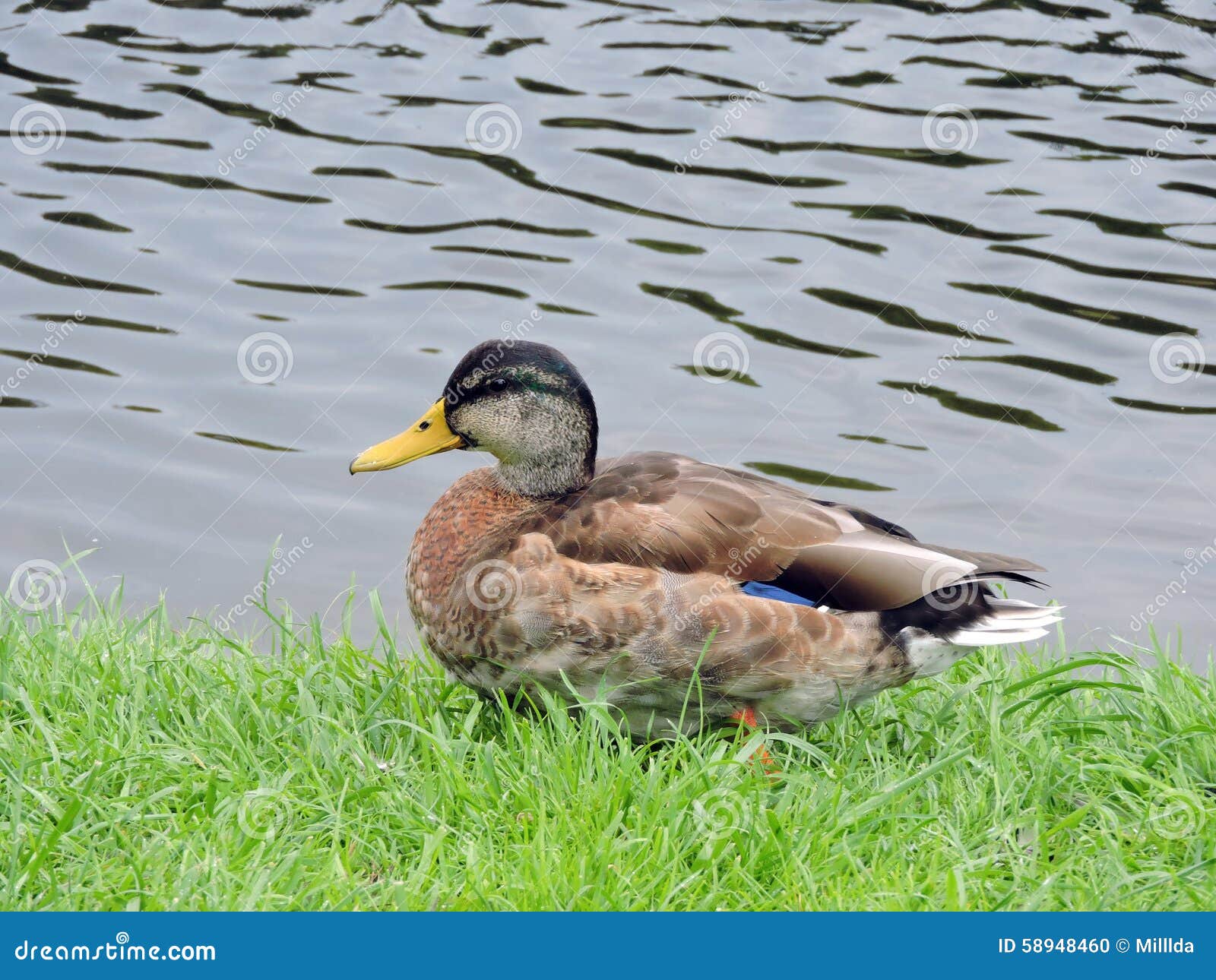 Anatra selvatica fotografia stock. Immagine di vista - 58948460