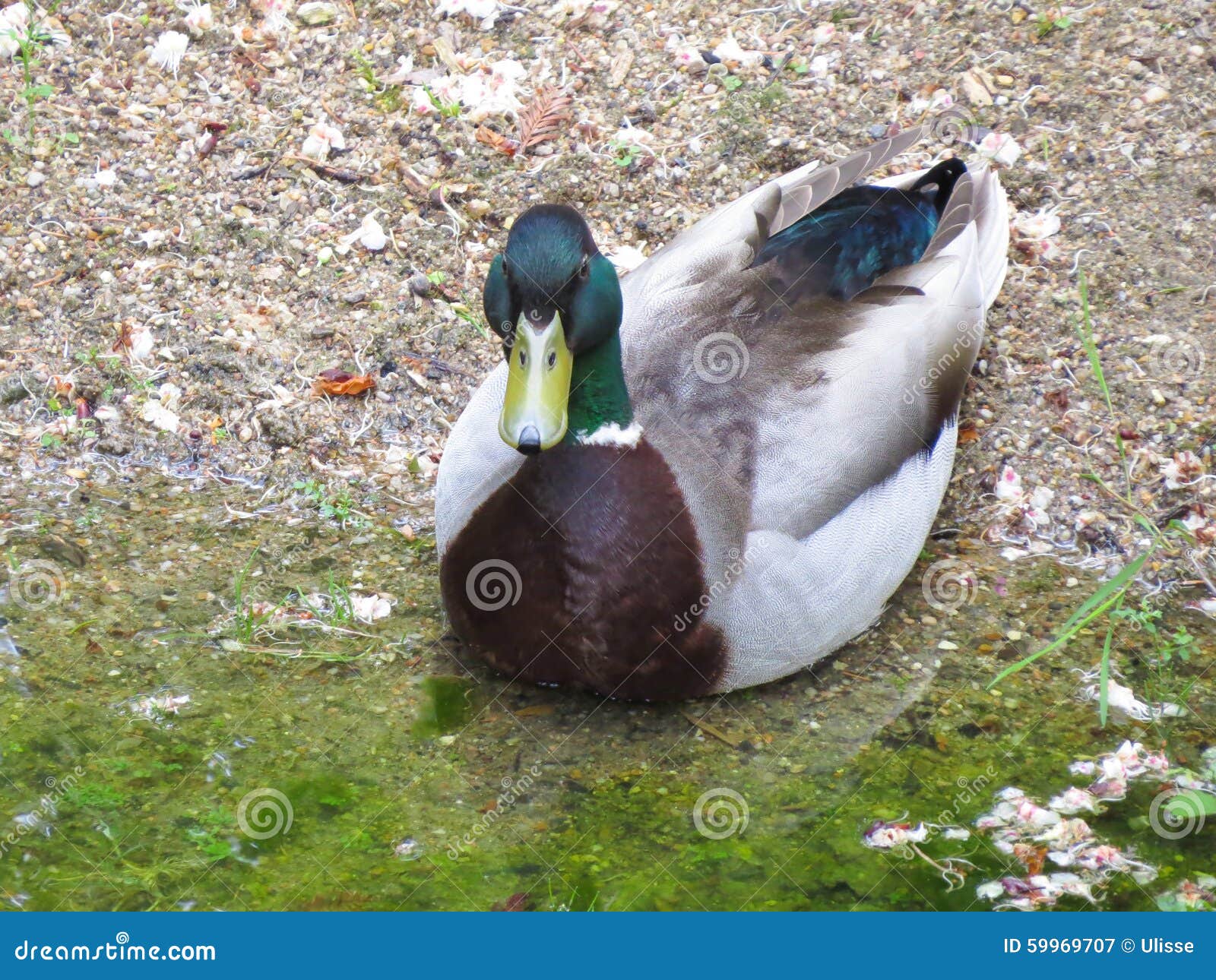 Anatra selvatica immagine stock. Immagine di mare, anatra - 59969707