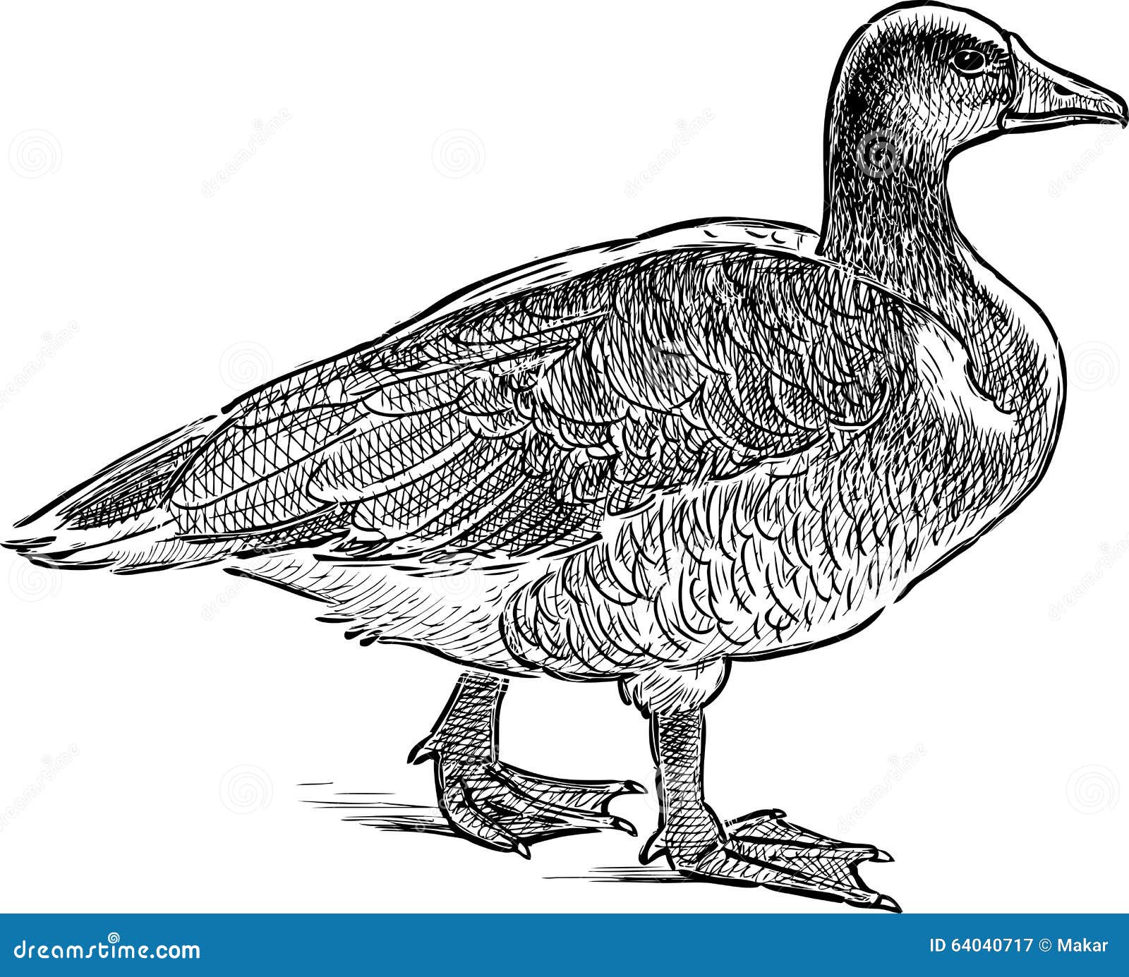 Anatra selvatica illustrazione vettoriale. Illustrazione di ...