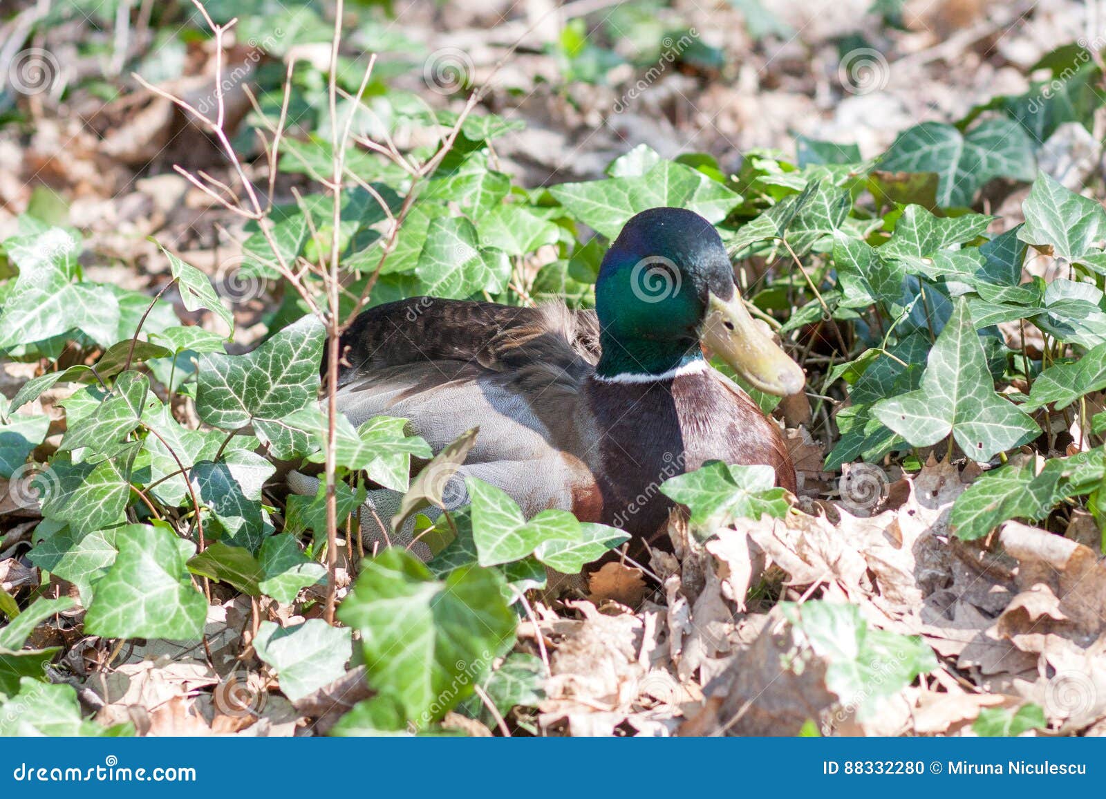 Anatra Selvatica Che Si Siede Nell'erba Fotografia Stock - Immagine di ...