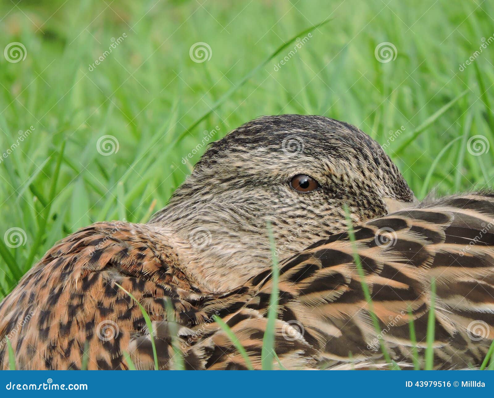 Anatra selvatica di Brown fotografia stock. Immagine di anatre - 43979516