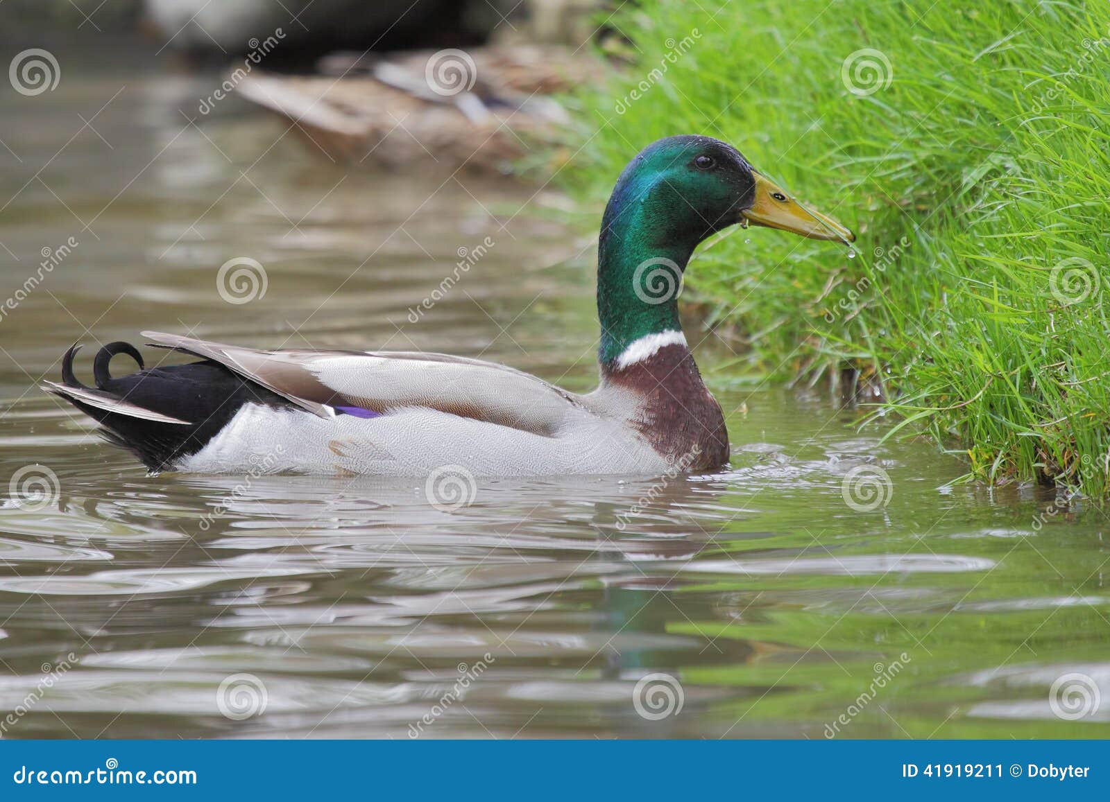 Anatra Selvatica (platyrhynchos Di Anas) Immagine Stock - Immagine di ...