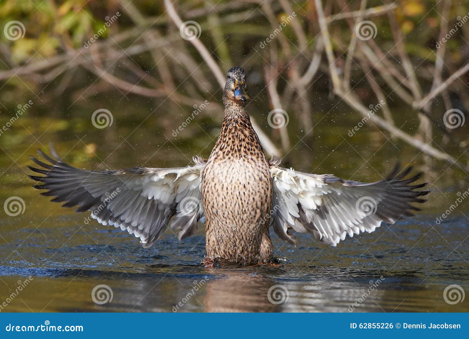 Anatra Selvatica (platyrhynchos Di Anas) Fotografia Stock - Immagine di ...