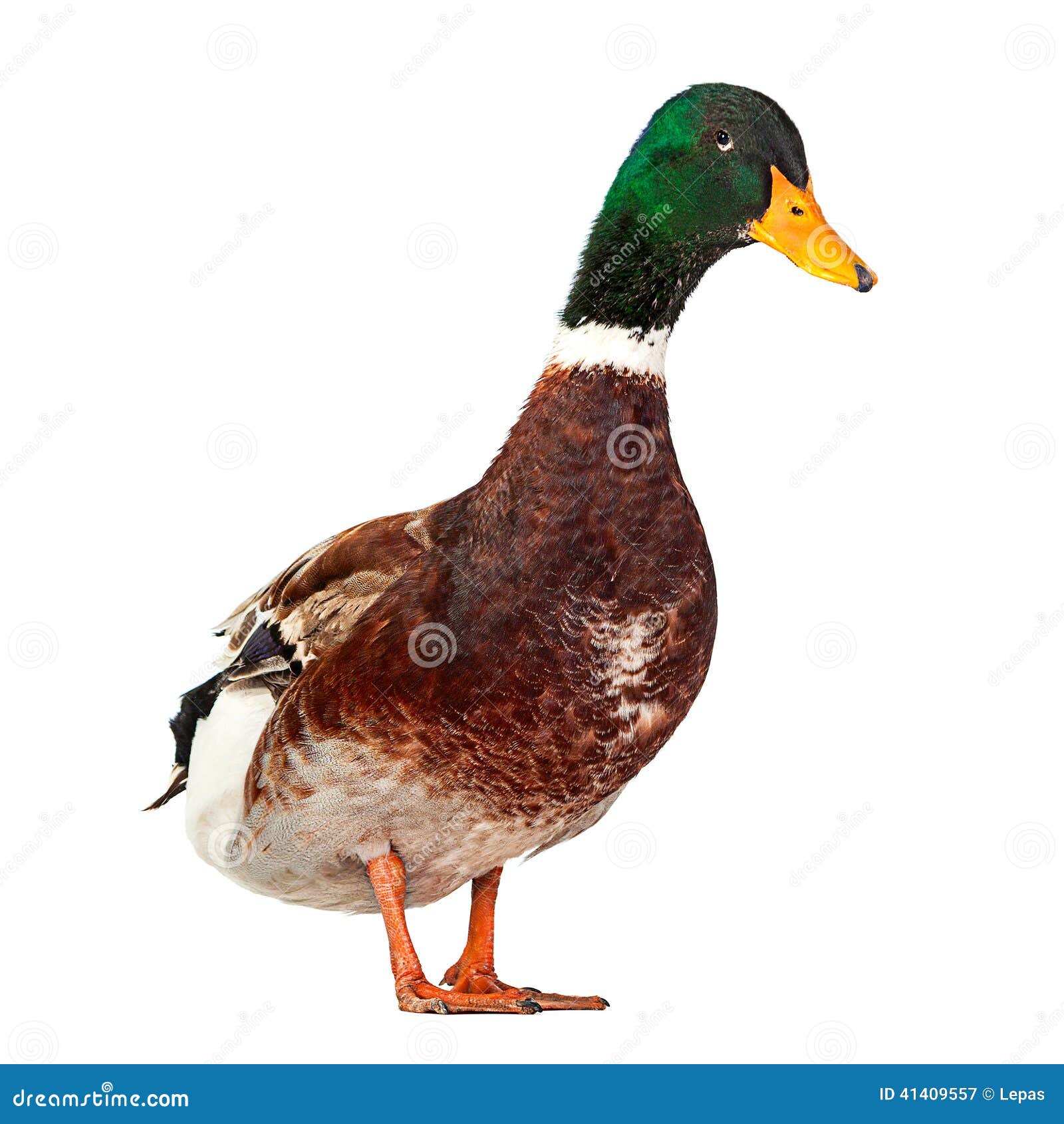 Anatra selvatica su bianco immagine stock. Immagine di nazionale - 41409557