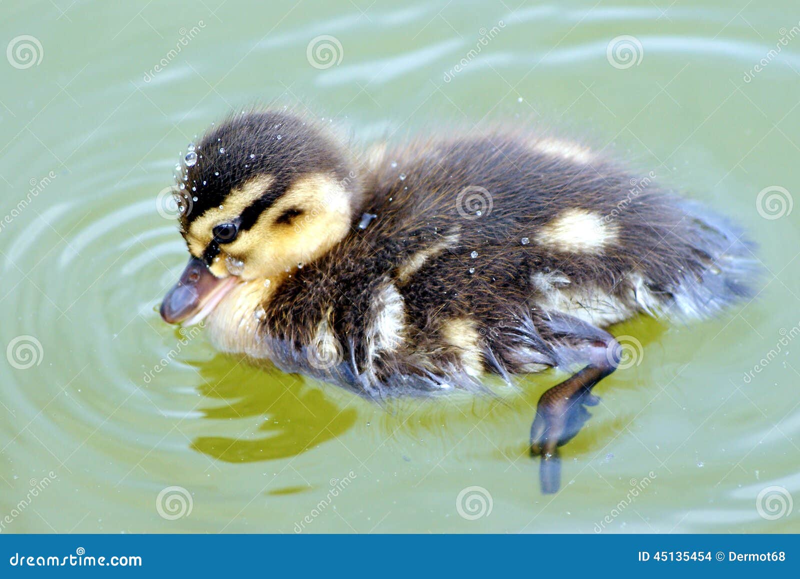 Anatra Selvatica Su Un Lago Fotografia Stock - Immagine di volo, aperto ...