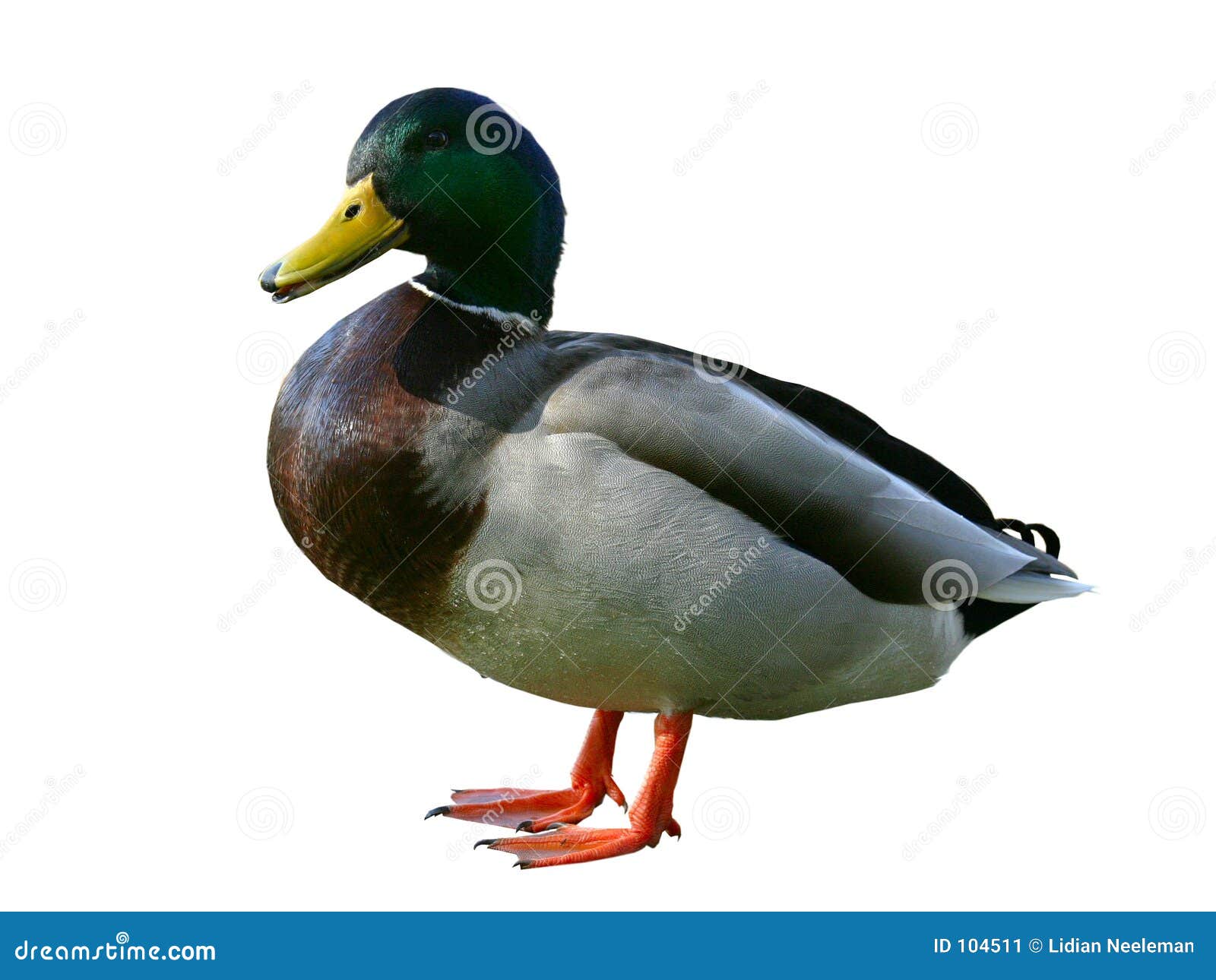 Anatra su bianco immagine stock. Immagine di anatra, natura - 104511