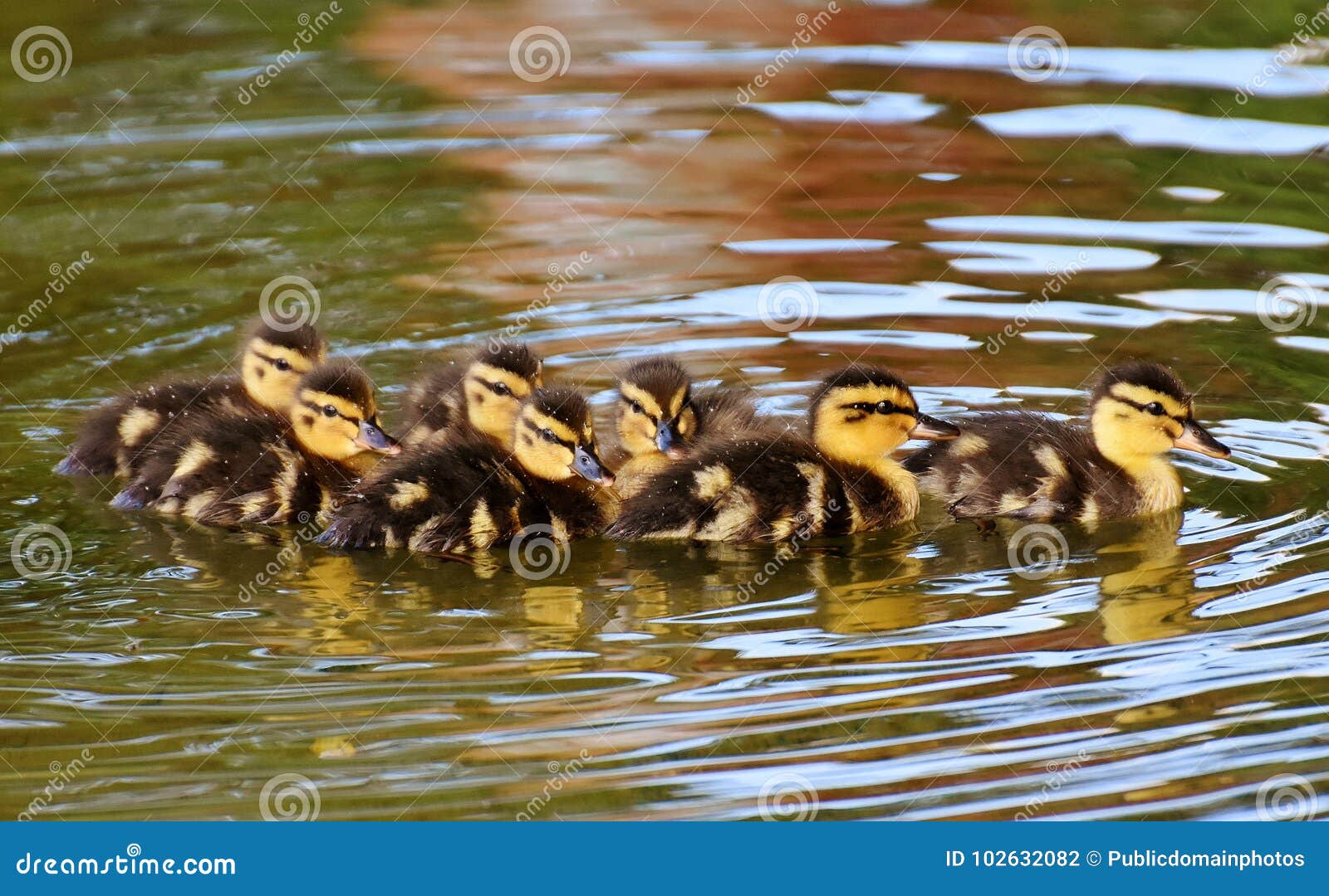 Anatre Domestiche Di Anatra Immagine. Immagine: 102632082