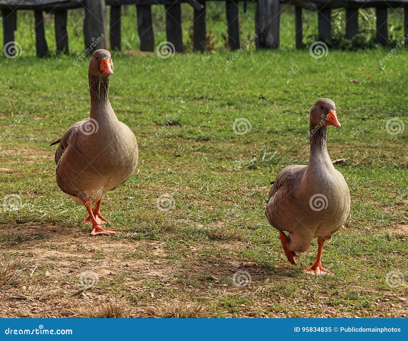 Anatre Di Anatre E Cigni Di Anatra Immagine. Immagine: 95834835