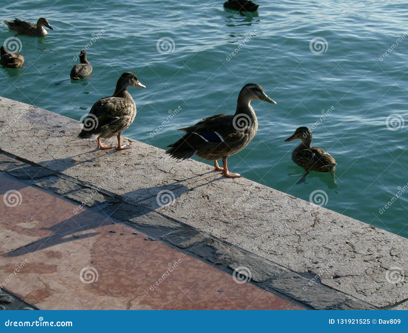 Anatra stock image. Image of lake, duck, anatra, bird - 131921525