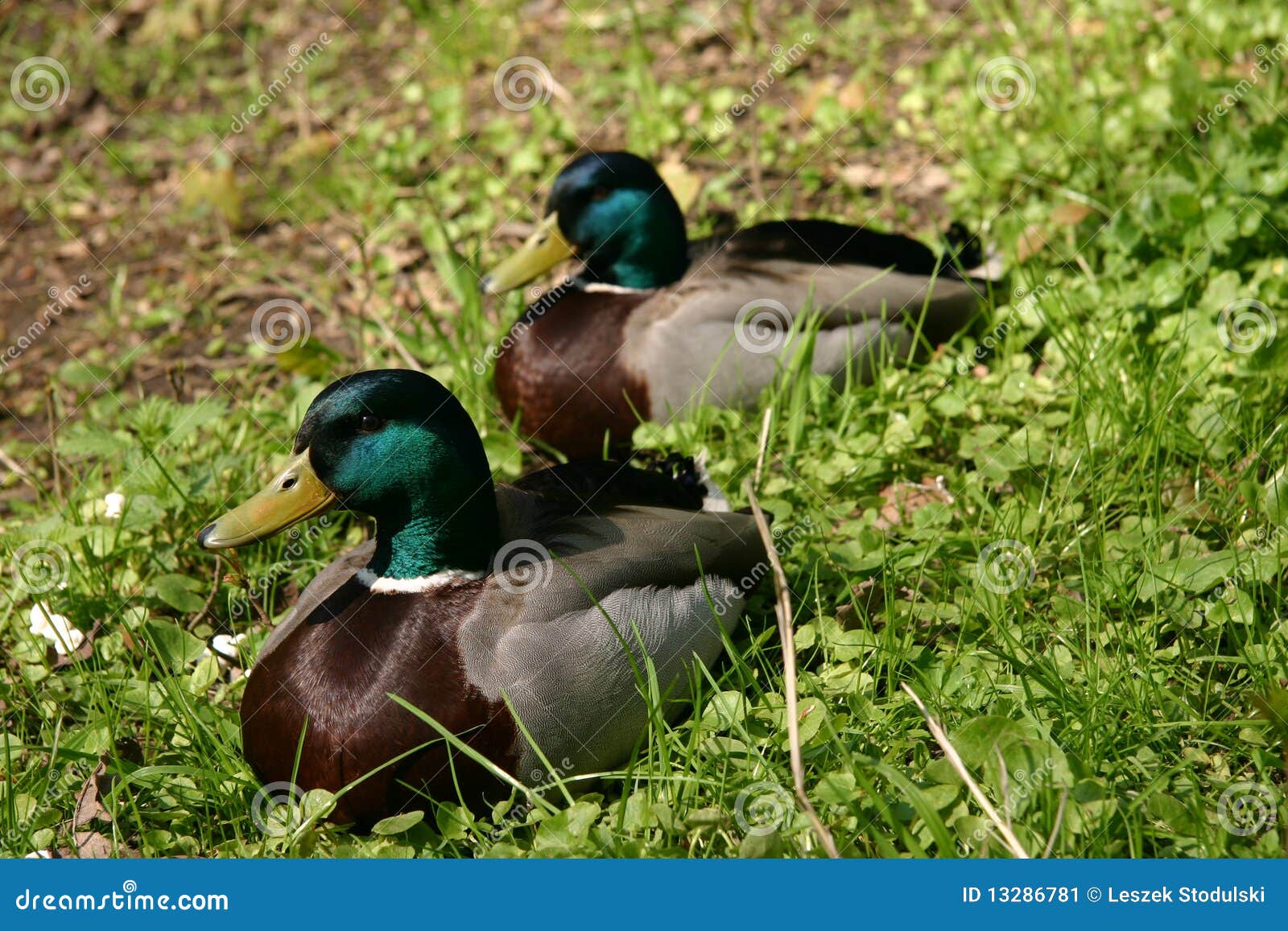 Anatre immagine stock. Immagine di prato, piume, nave - 13286781