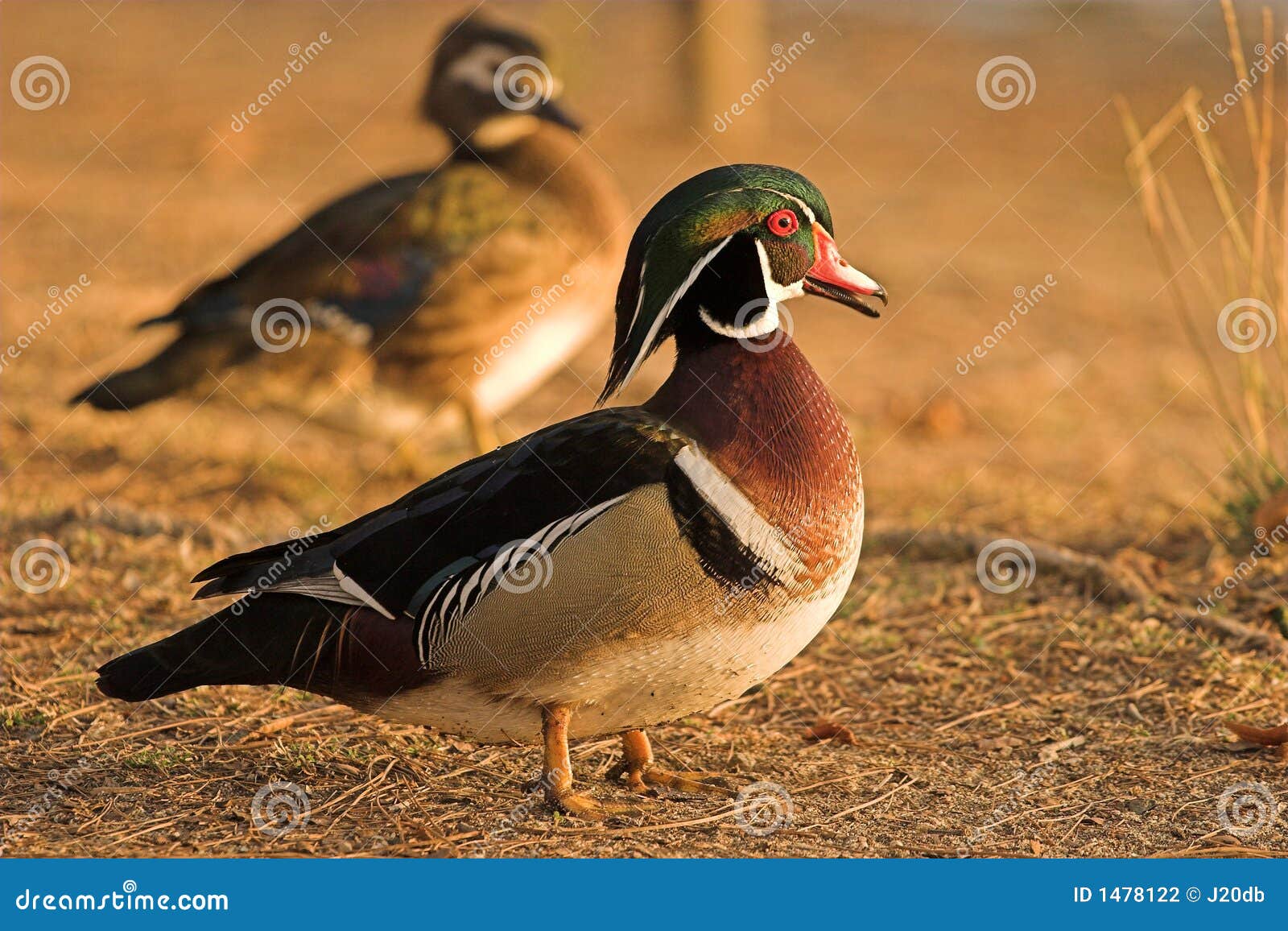 Anatre fotografia stock. Immagine di tramonto, uccelli - 1478122