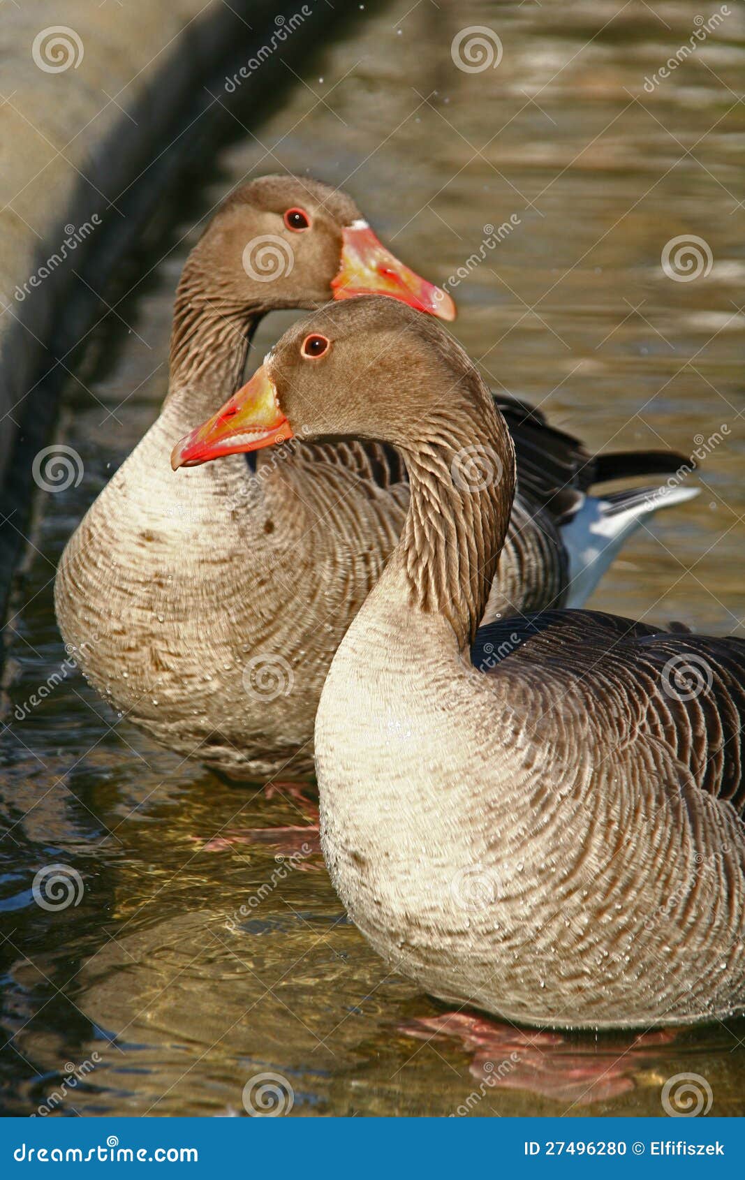 Anatre fotografia stock. Immagine di marrone, anatre - 27496280