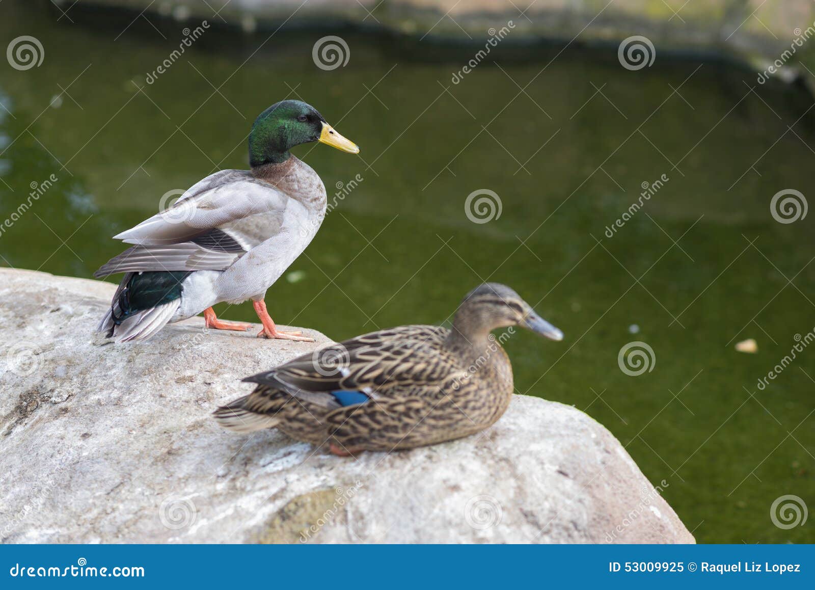 Anatre immagine stock. Immagine di volo, nave, acquatico - 53009925