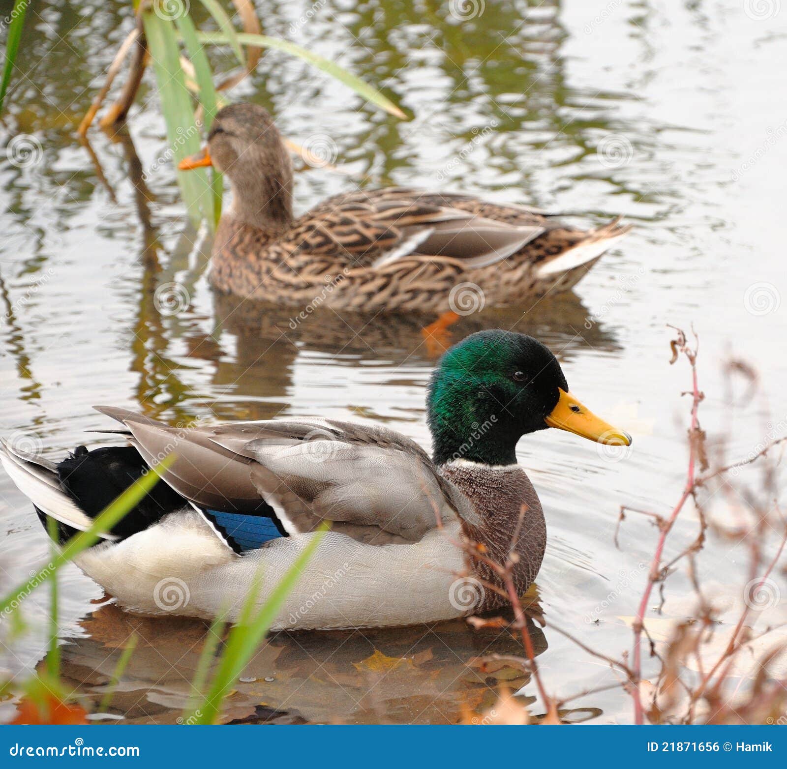 Anatre selvatiche fotografia stock. Immagine di sporco - 21871656