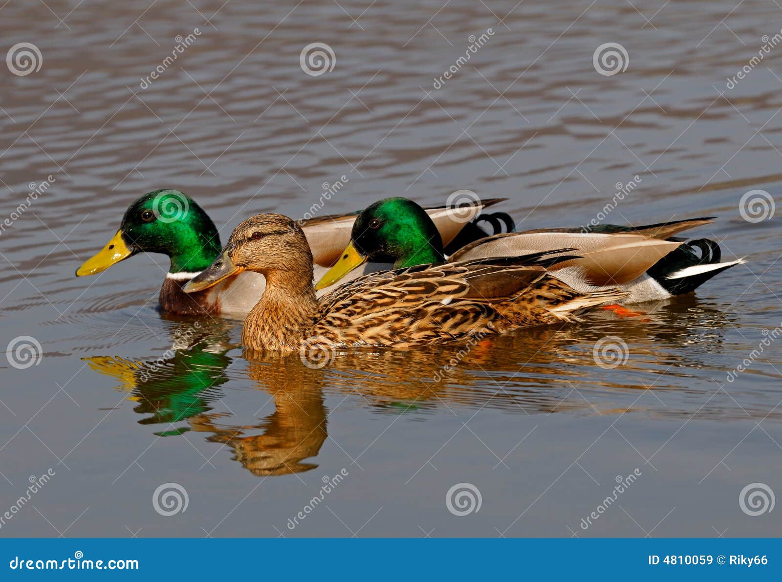 Anatre selvatiche immagine stock. Immagine di natura, piume - 4810059