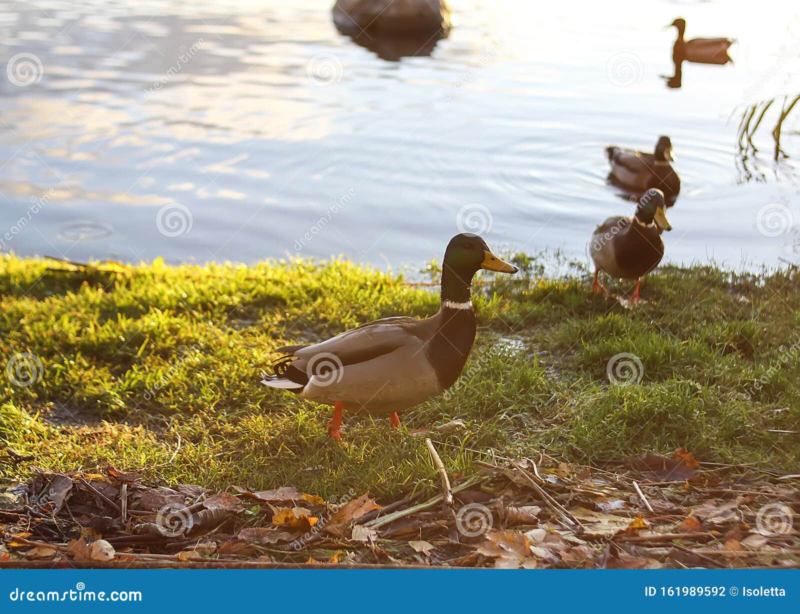 Anatre Selvatiche Nei Pressi Del Fiume Fotografia Stock - Immagine di ... Anatre Selvatiche Nei Pressi Del Fiume Fotografia Stock - Immagine di ...