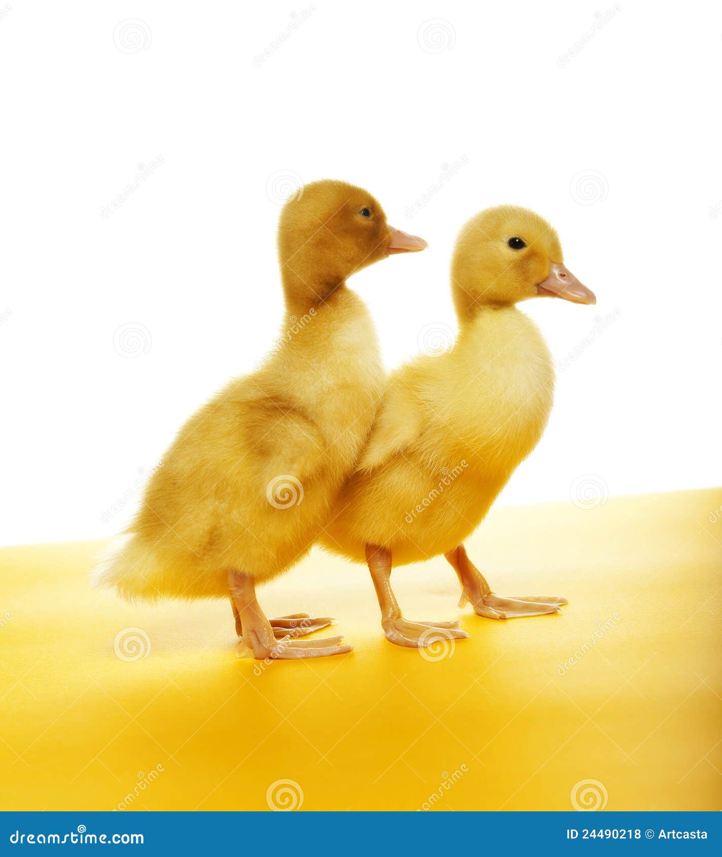 Anatroccoli fotografia stock. Immagine di pulcino, anatra - 24490218