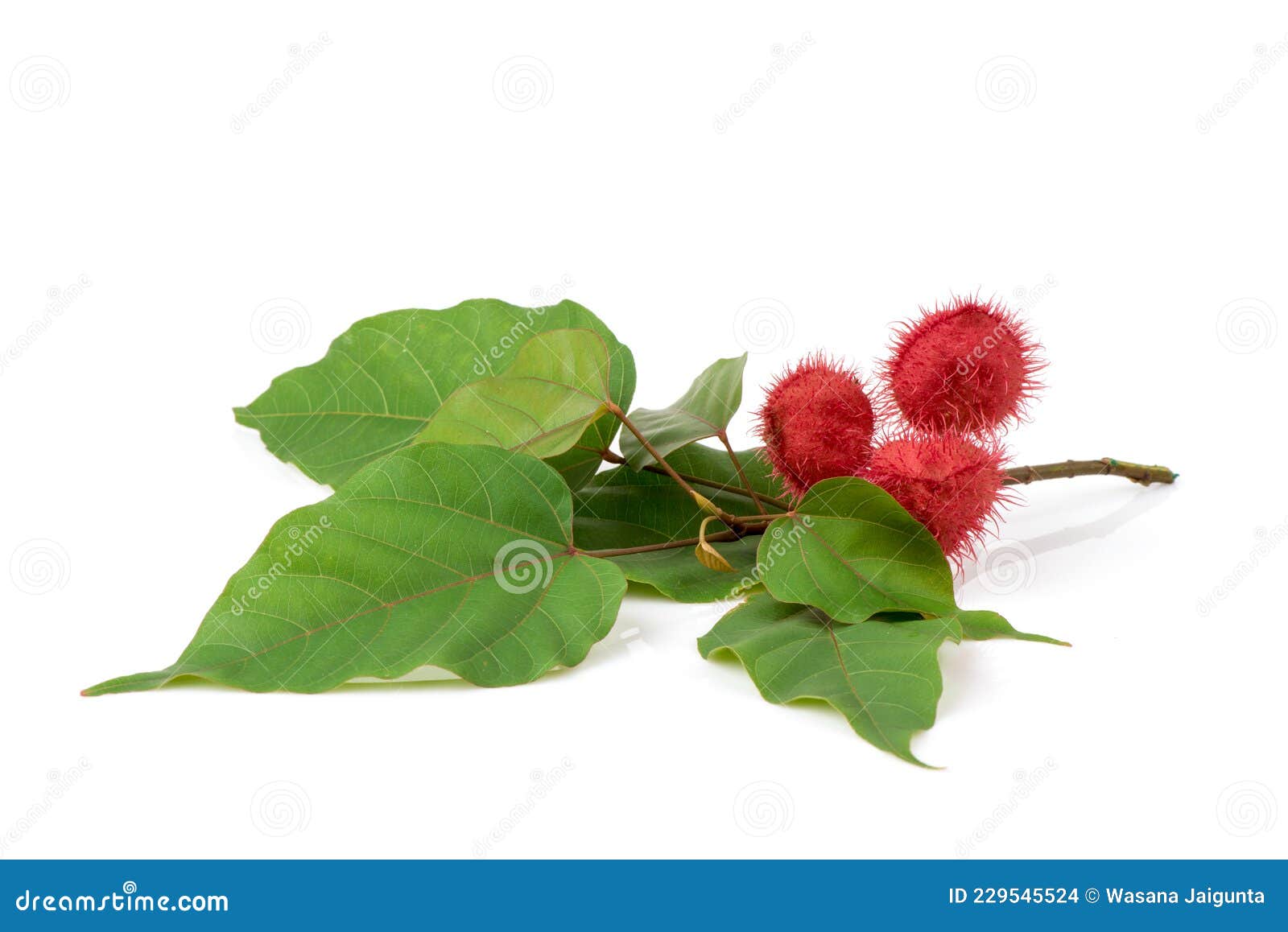 Anatto Tree Isolated on White Background Stock Photo - Image of ...